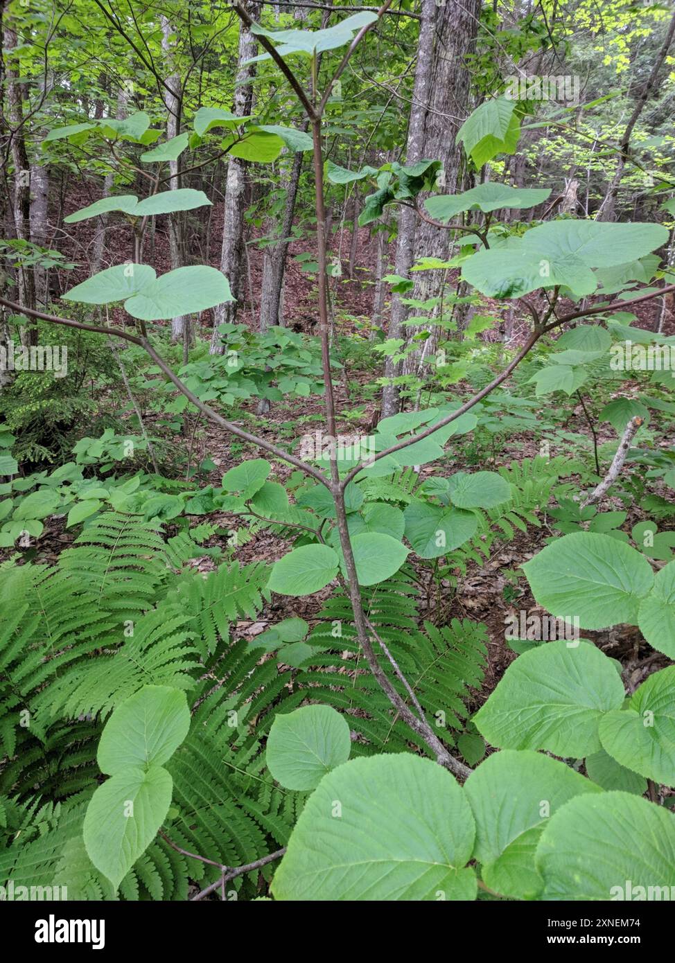 hobblebush (Viburnum lantanoides) Plantae Stock Photo - Alamy