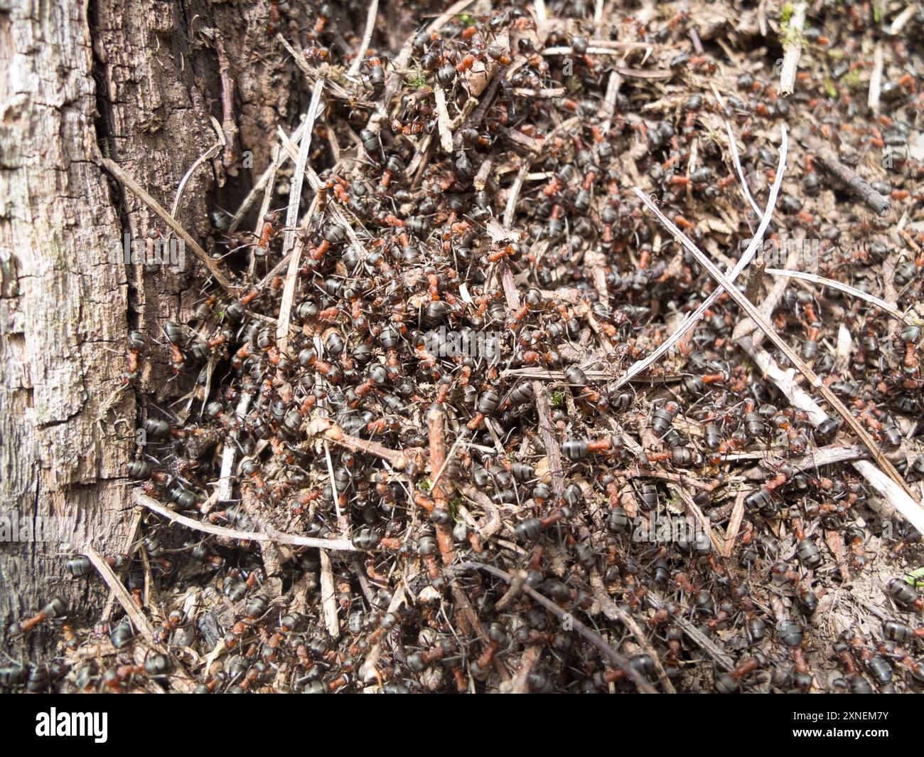 Wood, Mound, and Field Ants (Formica) Insecta Stock Photo - Alamy