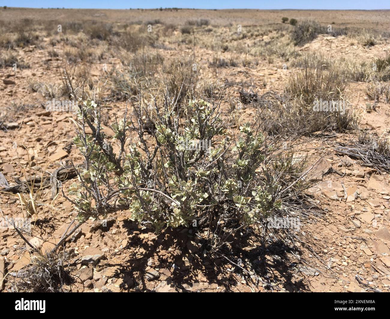 Shadscale Saltbush (Atriplex confertifolia) Plantae Stock Photo - Alamy