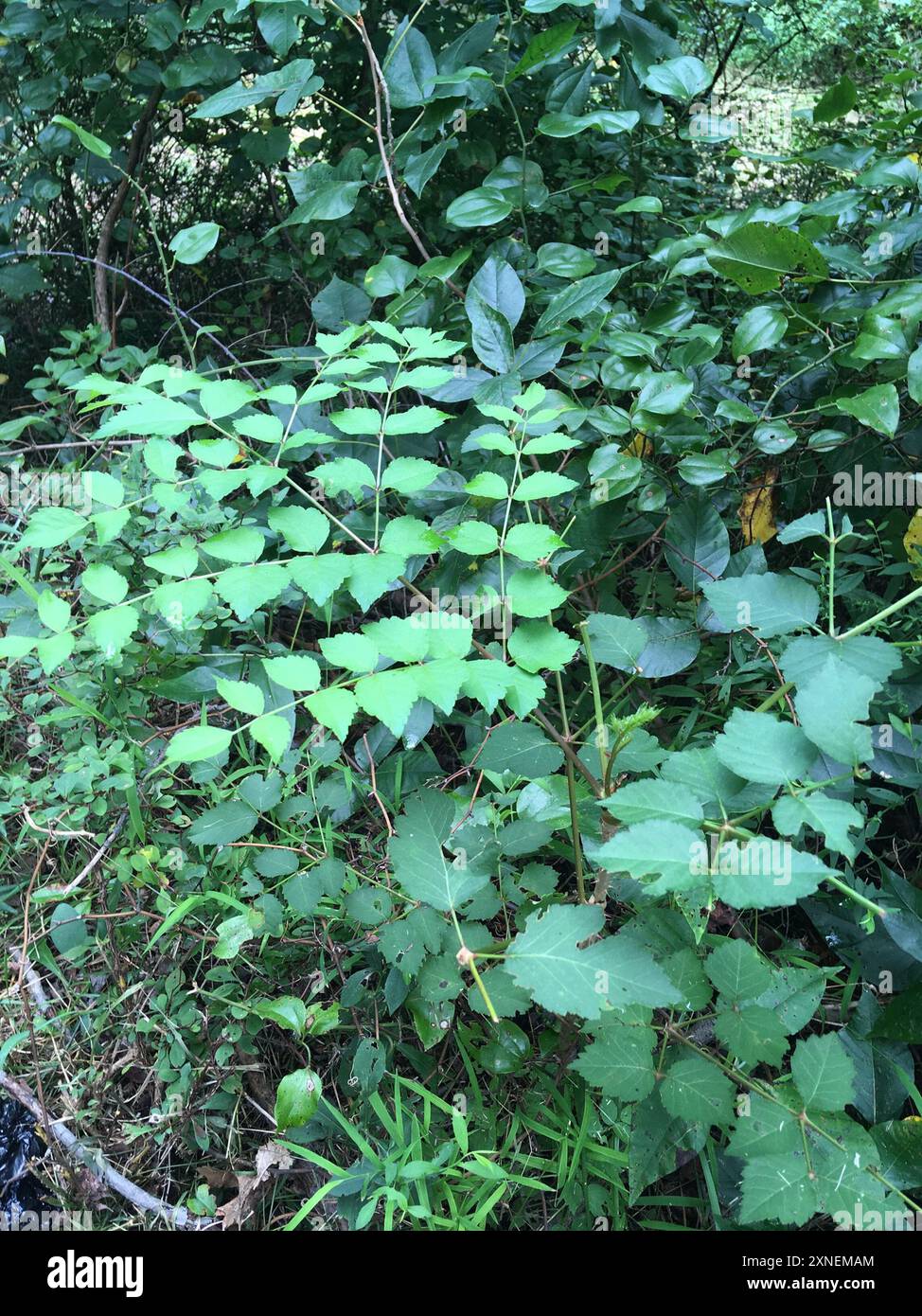 Japanese angelica tree (Aralia elata) Plantae Stock Photo - Alamy