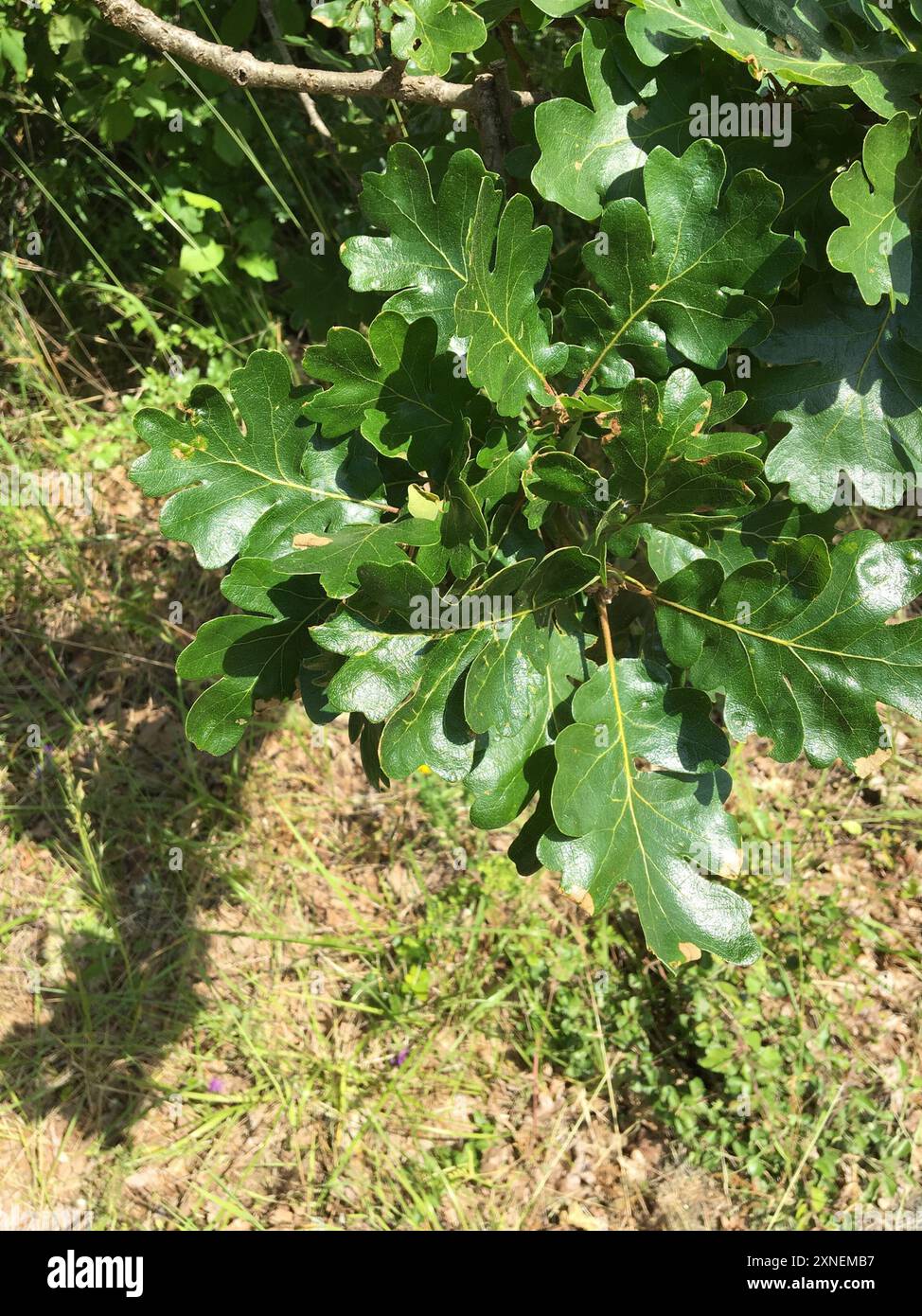 Oregon oak (Quercus garryana) Plantae Stock Photo - Alamy