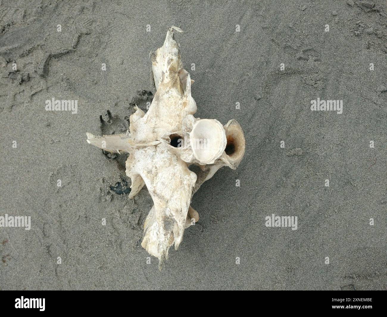 Mackerels, Tunas, and Bonitos (Scombridae) Actinopterygii Stock Photo ...