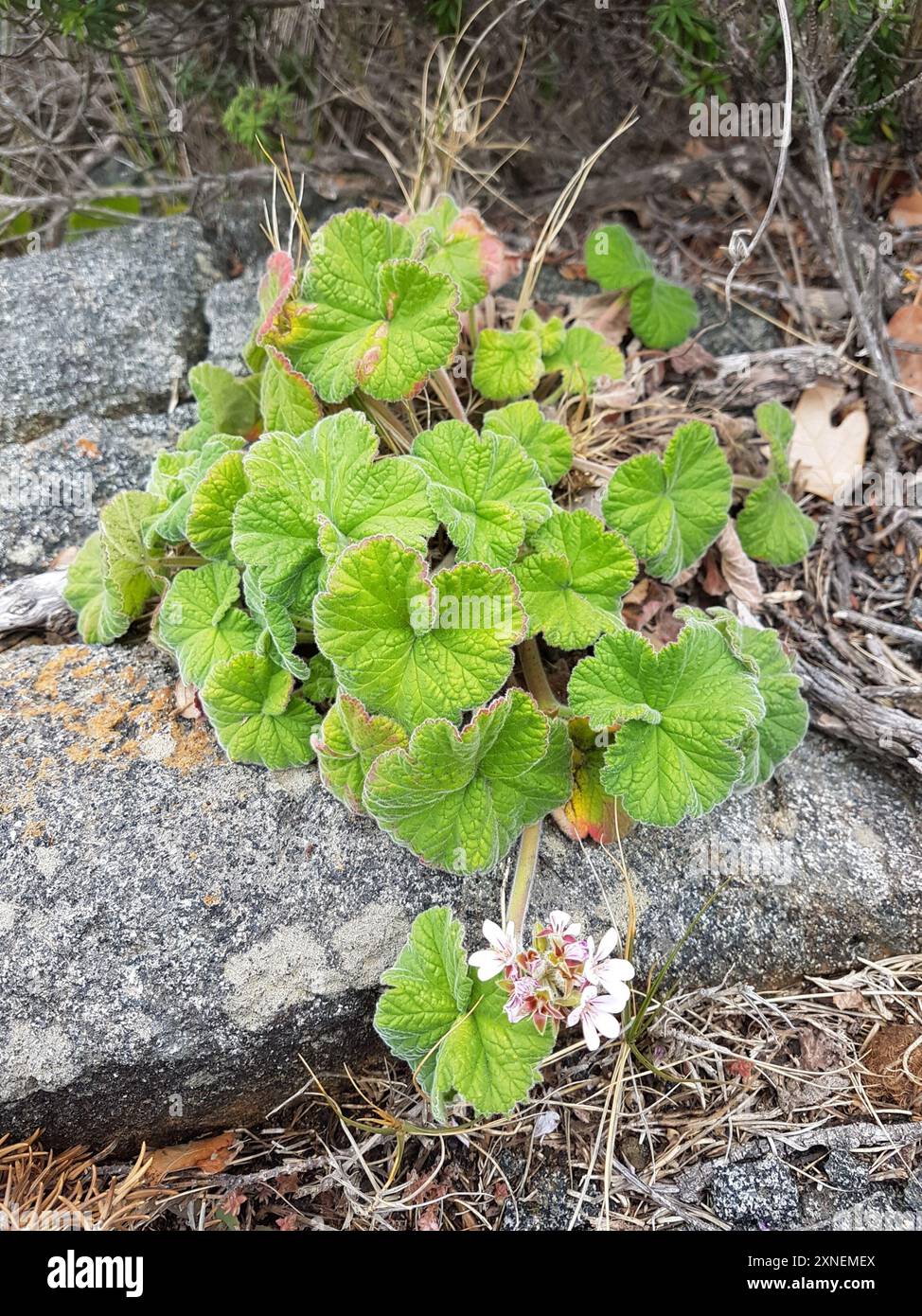 Austral Stork's-bill (Pelargonium australe) Plantae Stock Photo - Alamy