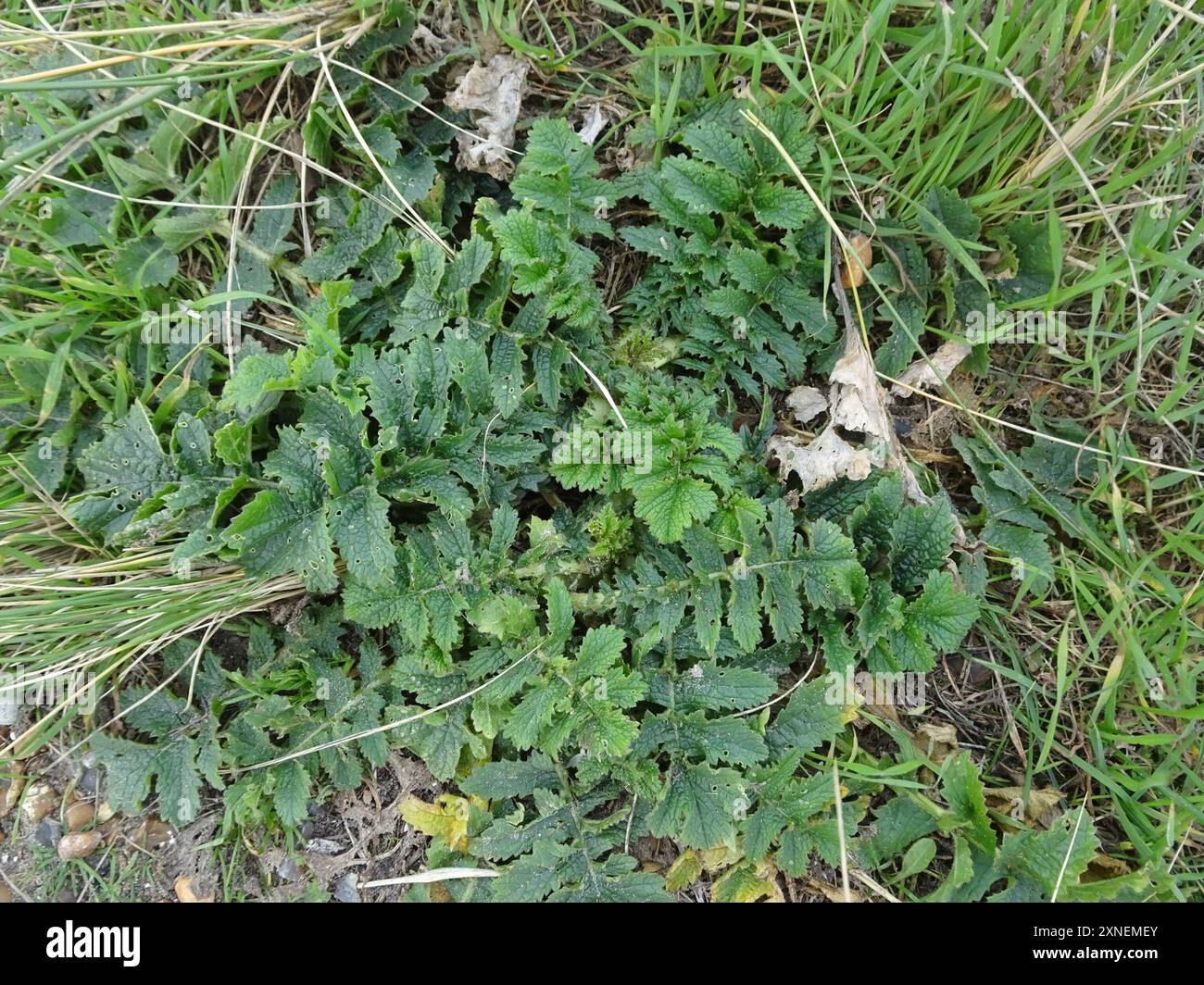 Mediterranean Radish (Raphanus raphanistrum landra) Plantae Stock Photo ...