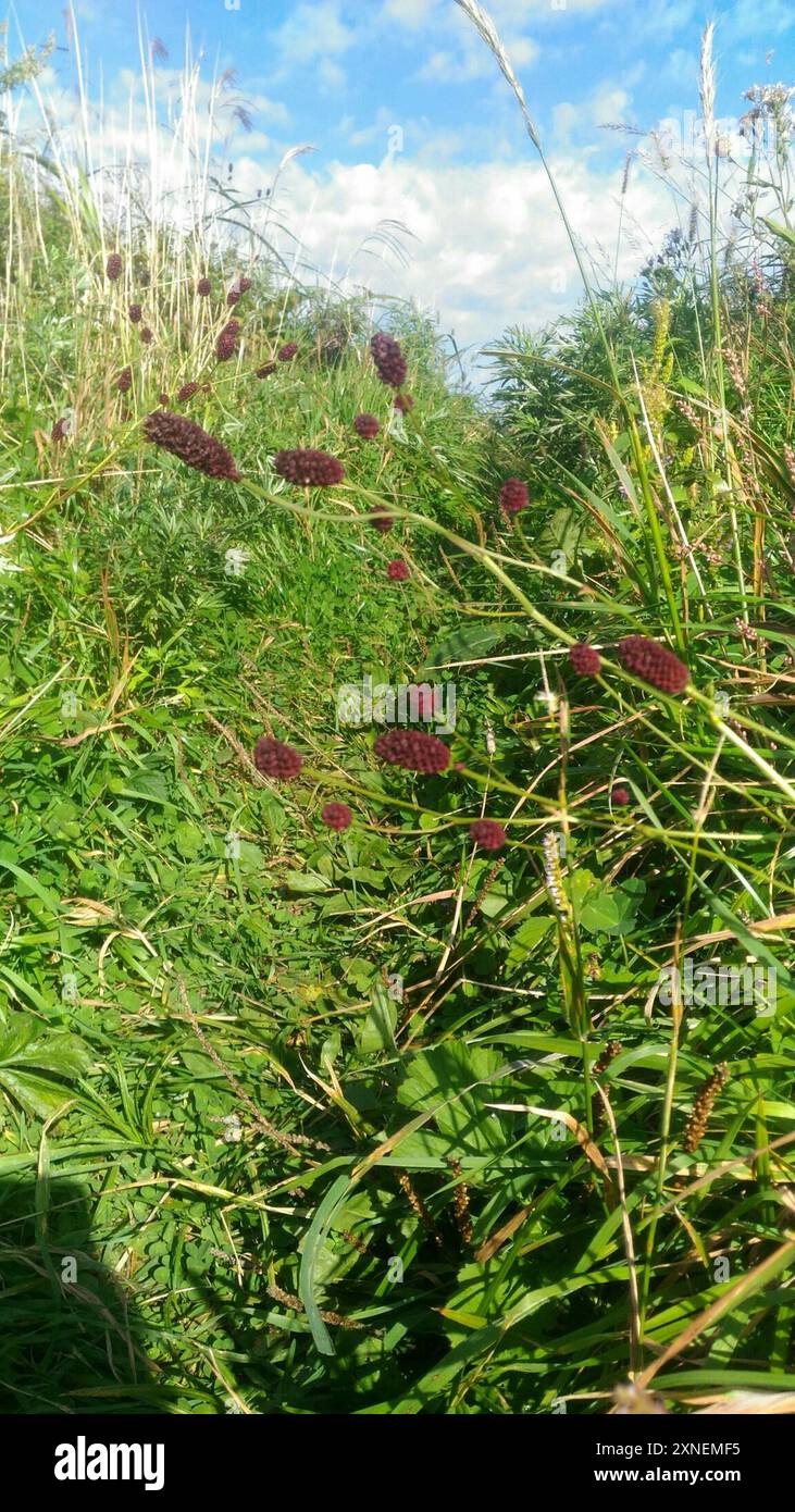 Great burnet (Sanguisorba officinalis) Plantae Stock Photo - Alamy