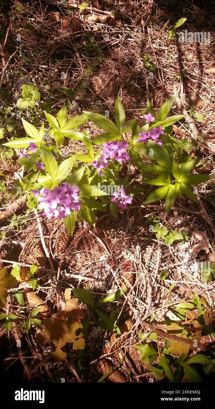 Five-leaflet Bittercress (Cardamine pentaphyllos) Plantae Stock Photo ...