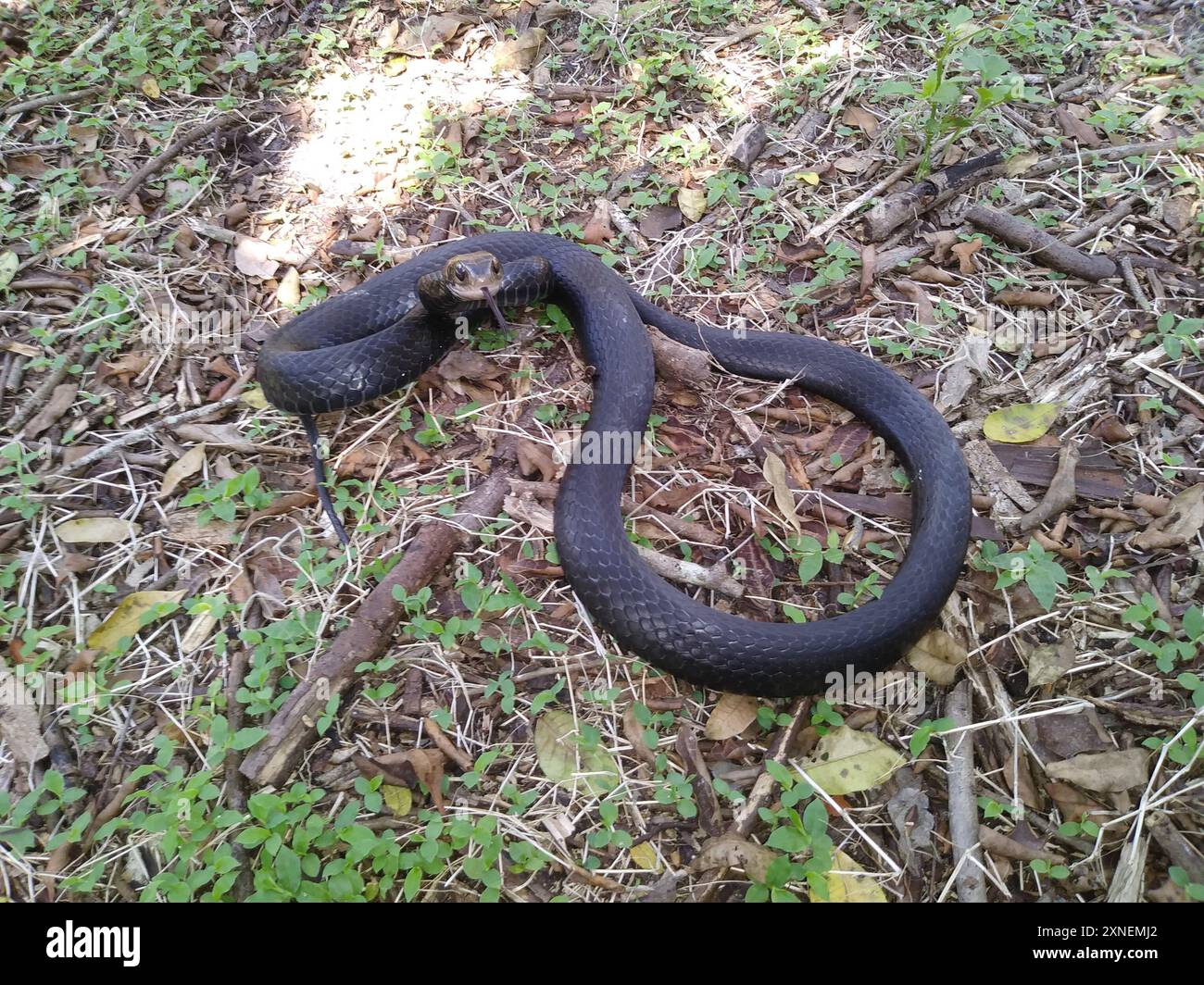 Southern Black Racer (Coluber constrictor priapus) Reptilia Stock Photo ...