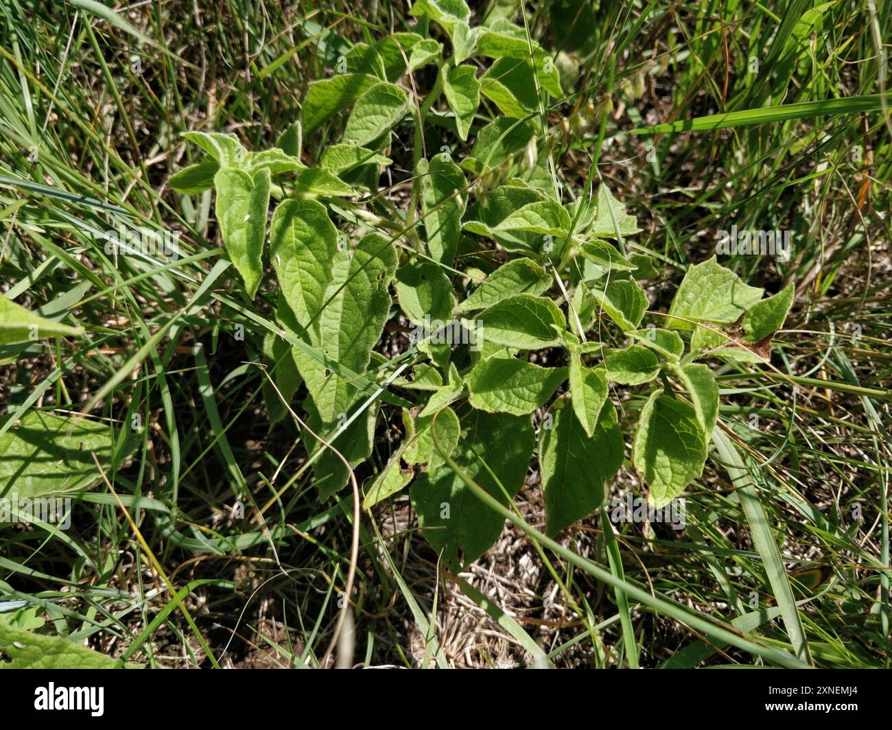 clammy groundcherry (Physalis heterophylla) Plantae Stock Photo - Alamy