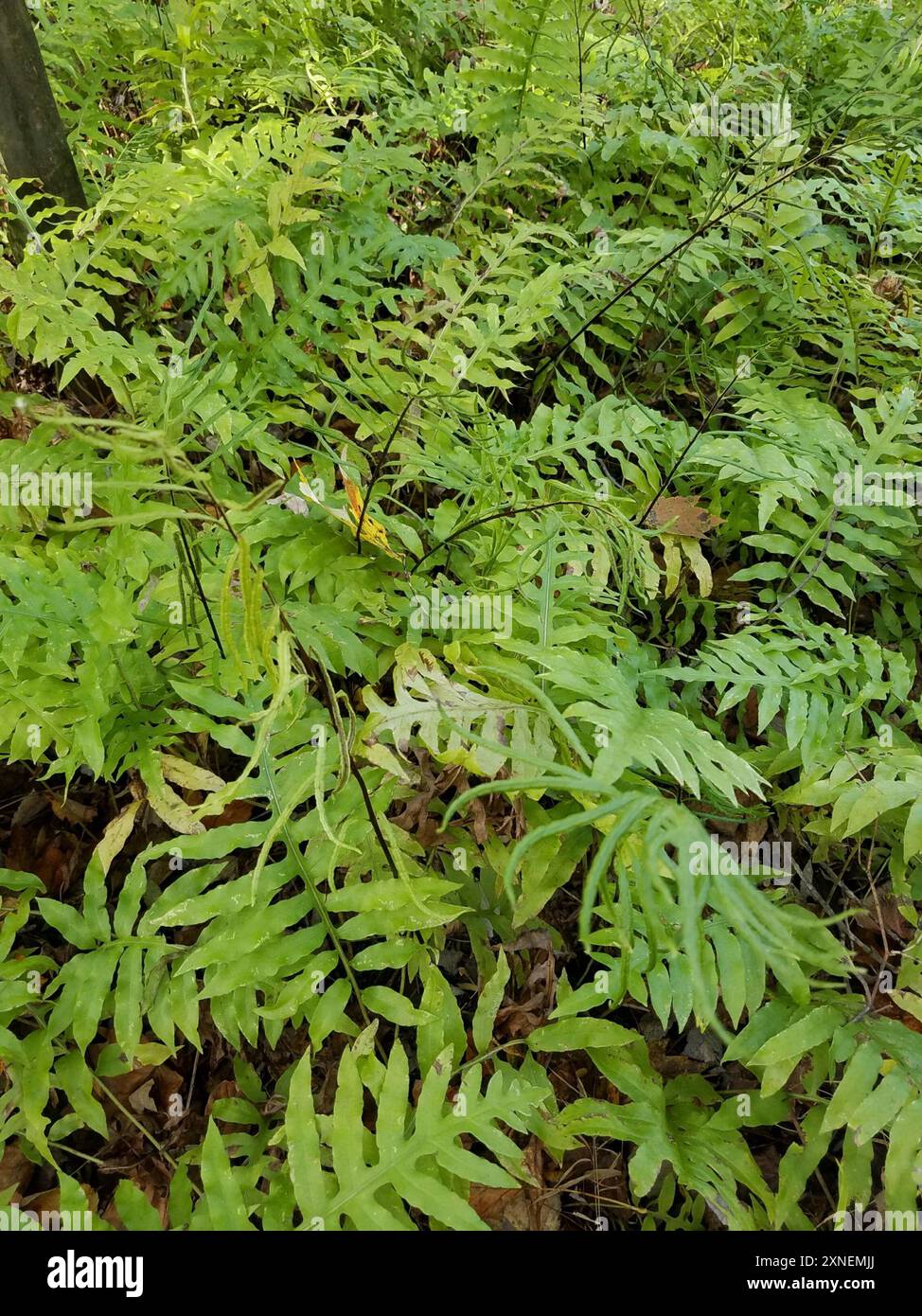 netted chain fern (Woodwardia areolata) Plantae Stock Photo - Alamy