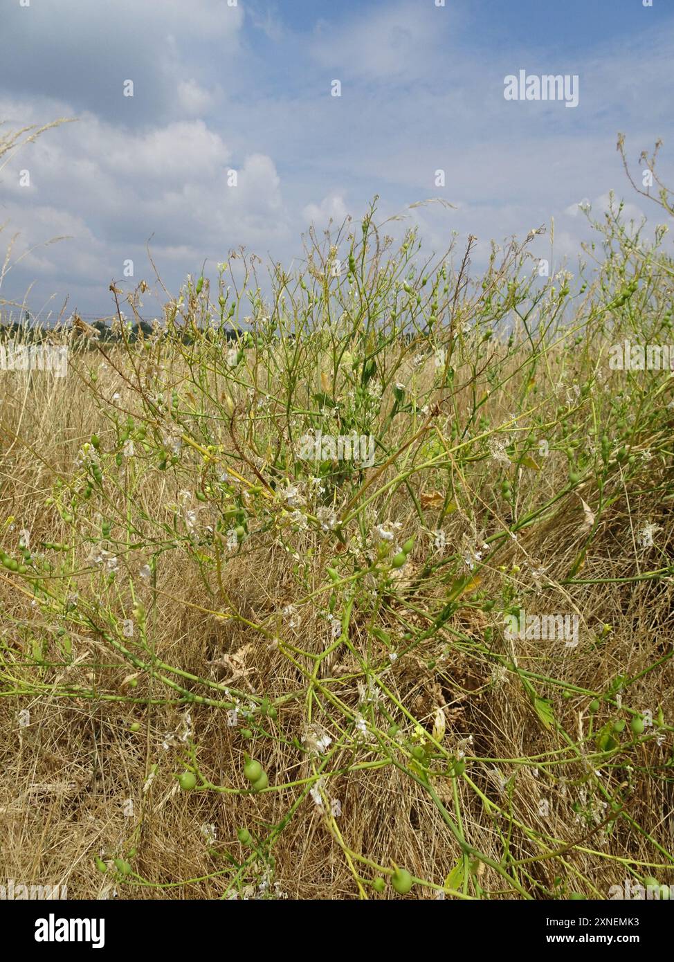 Mediterranean Radish (Raphanus raphanistrum landra) Plantae Stock Photo ...