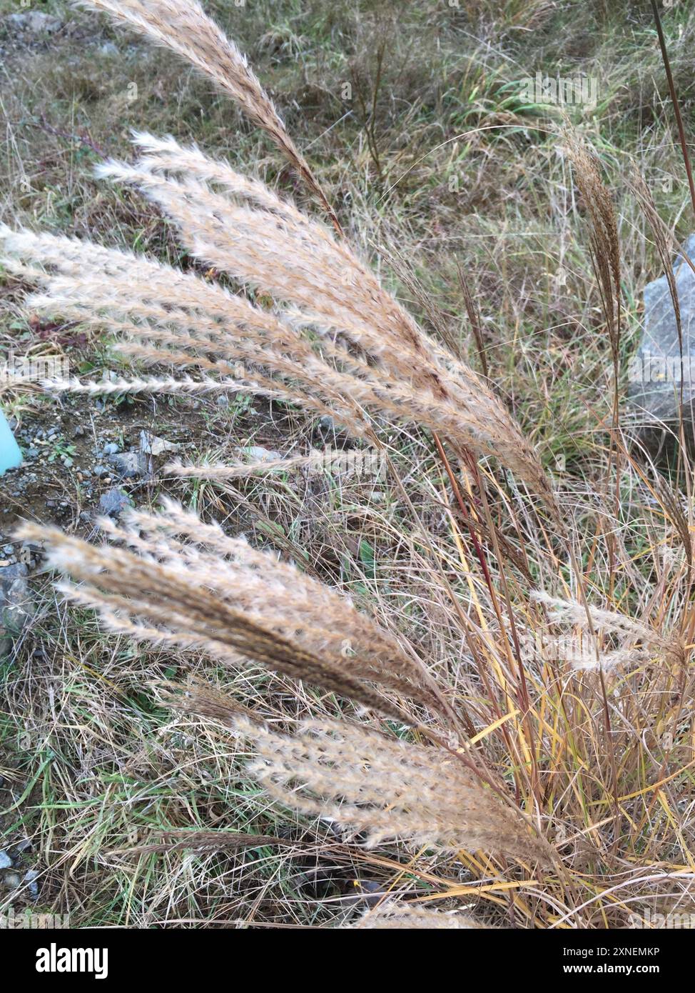 Chinese silver grass (Miscanthus sinensis) Plantae Stock Photo - Alamy