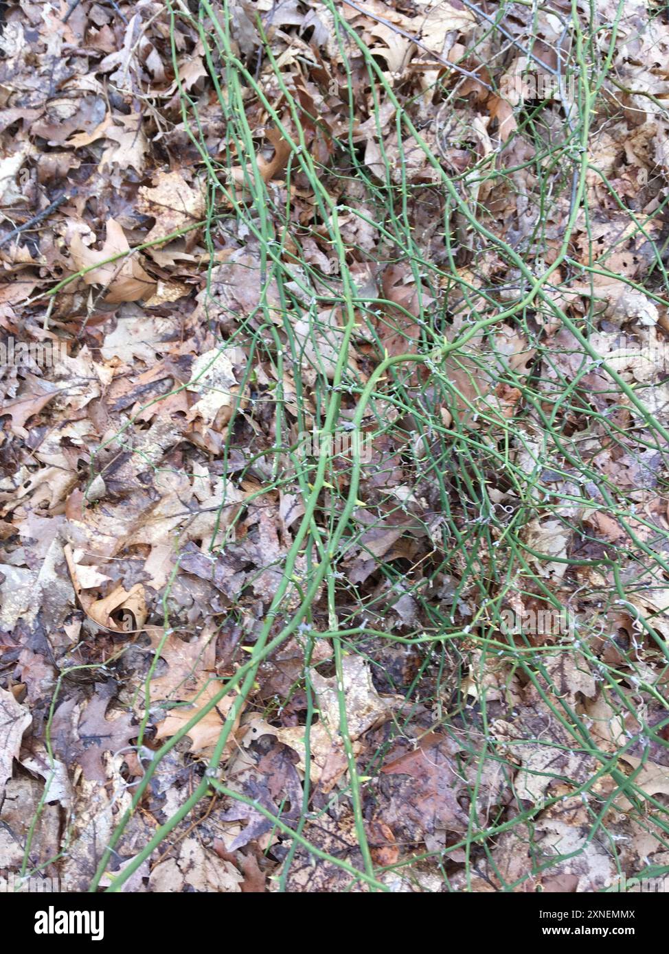 roundleaf greenbrier (Smilax rotundifolia) Plantae Stock Photo - Alamy