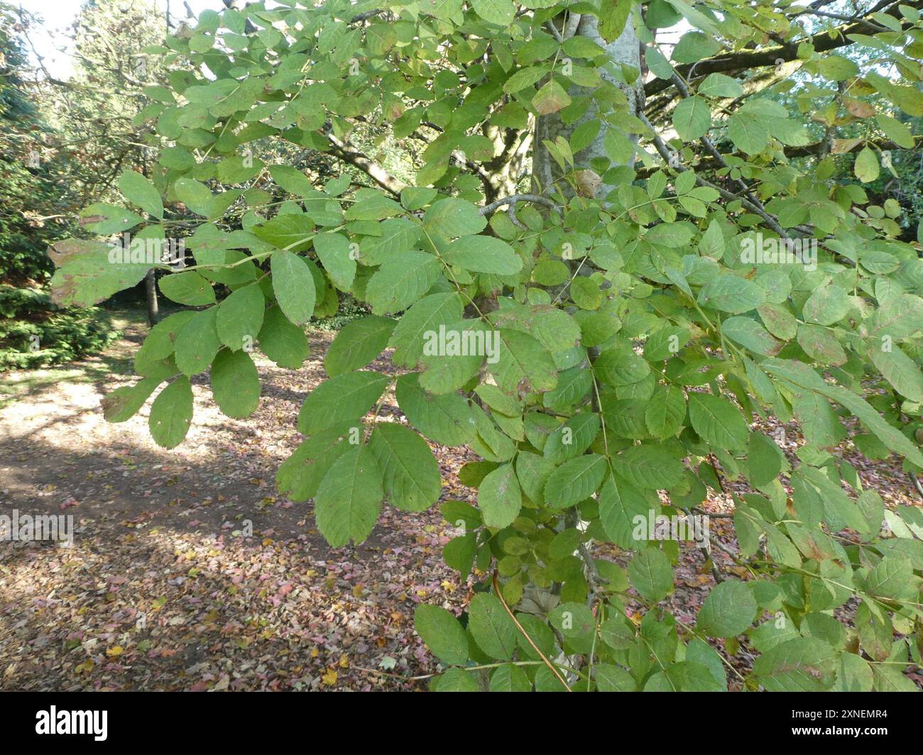 European ash (Fraxinus excelsior) Plantae Stock Photo - Alamy