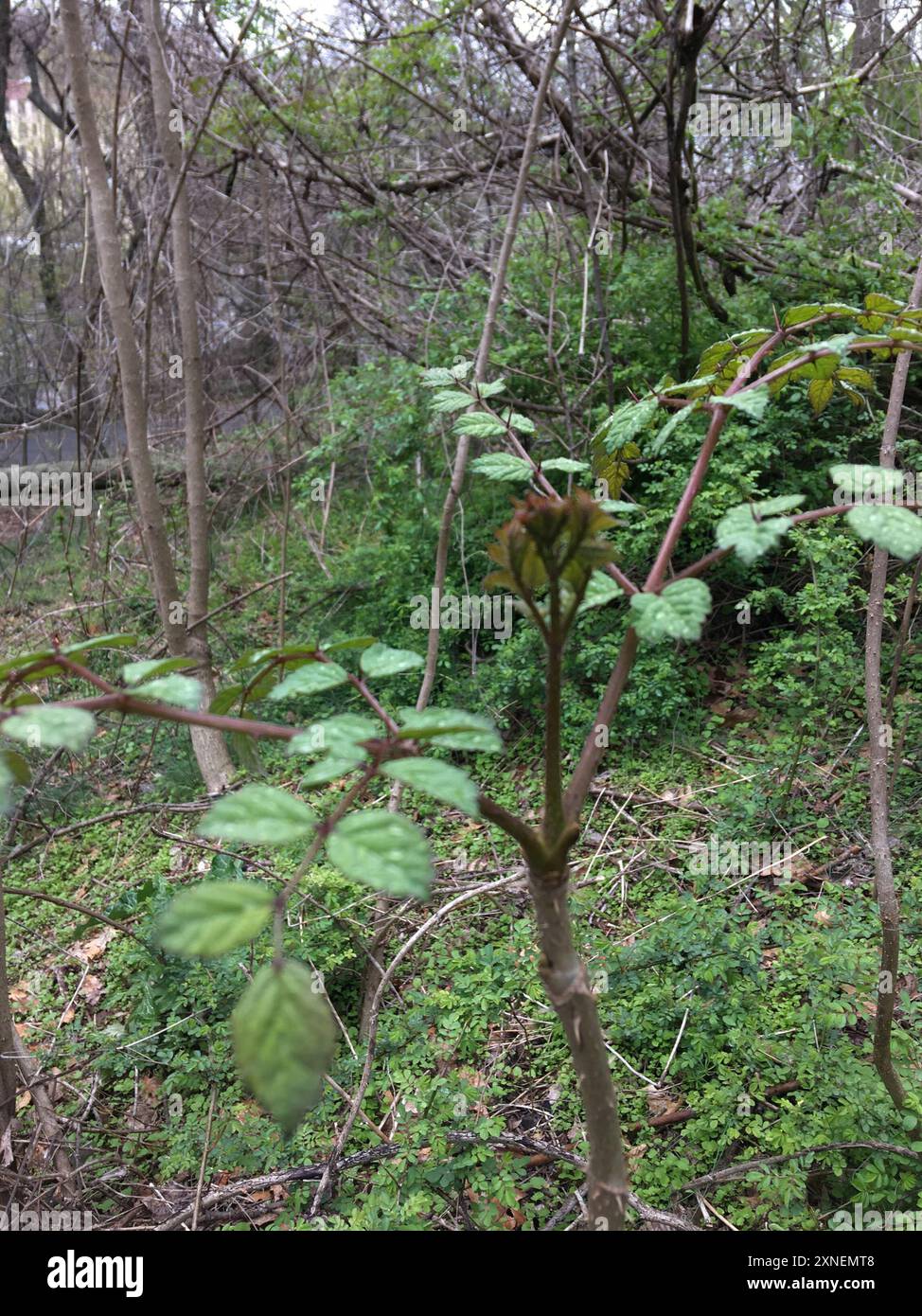 Japanese angelica tree (Aralia elata) Plantae Stock Photo - Alamy