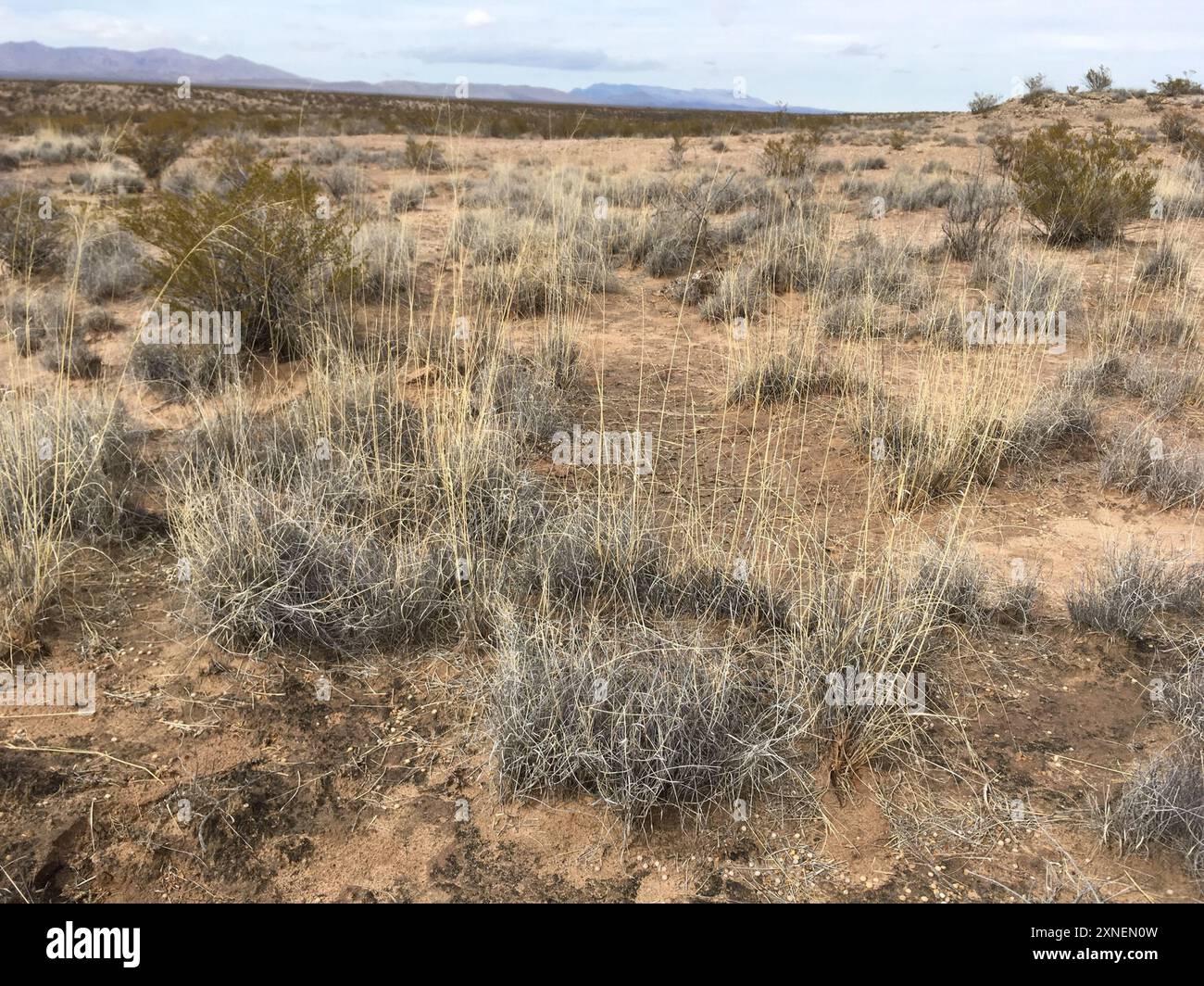 Alkali Sacaton (Sporobolus airoides) Plantae Stock Photo - Alamy