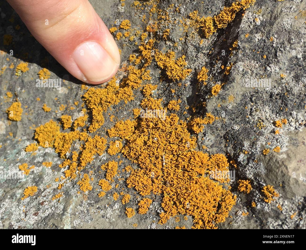 Shrubby Sunburst Lichen (Polycauliona candelaria) Fungi Stock Photo - Alamy