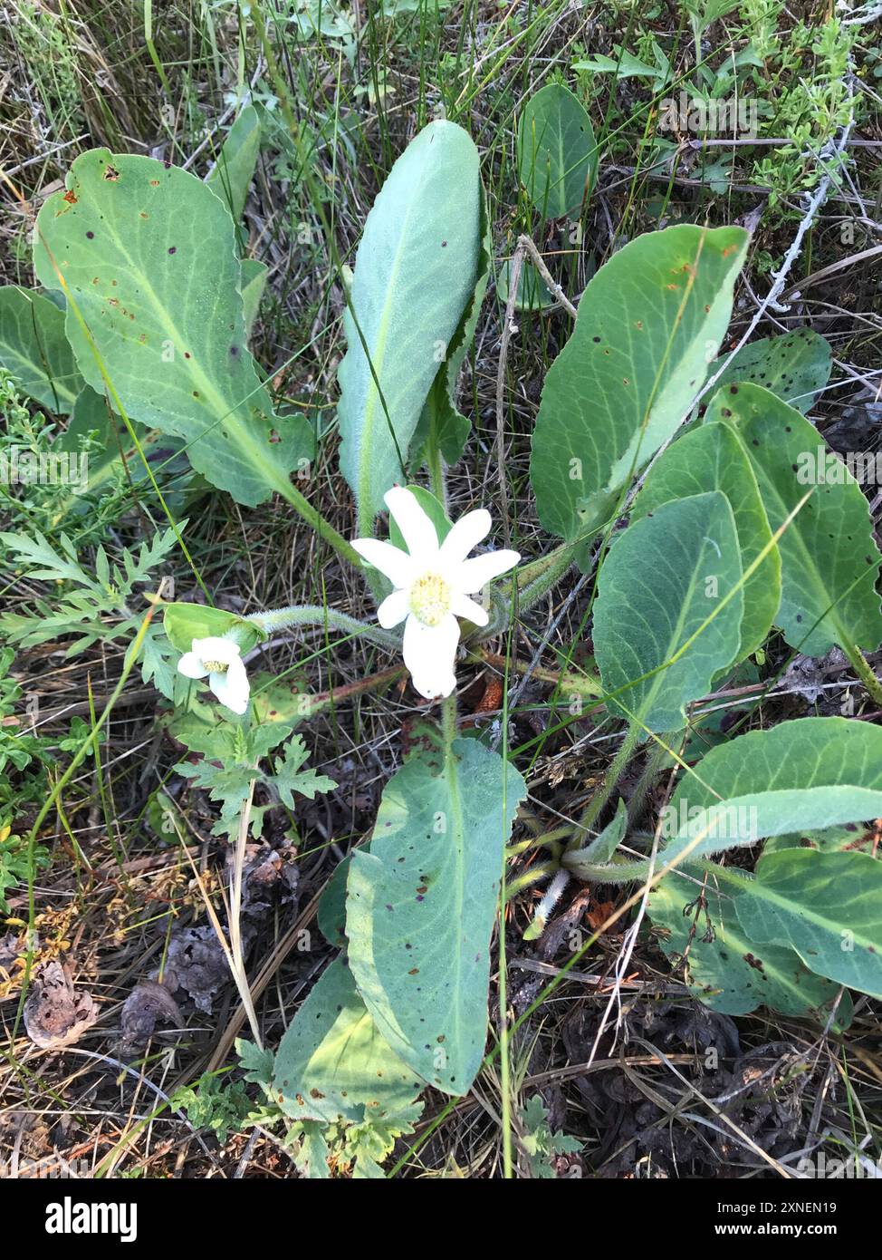 Yerba Mansa (Anemopsis californica) Plantae Stock Photo - Alamy