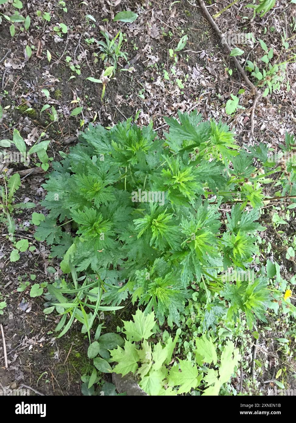 common motherwort (Leonurus cardiaca) Plantae Stock Photo - Alamy
