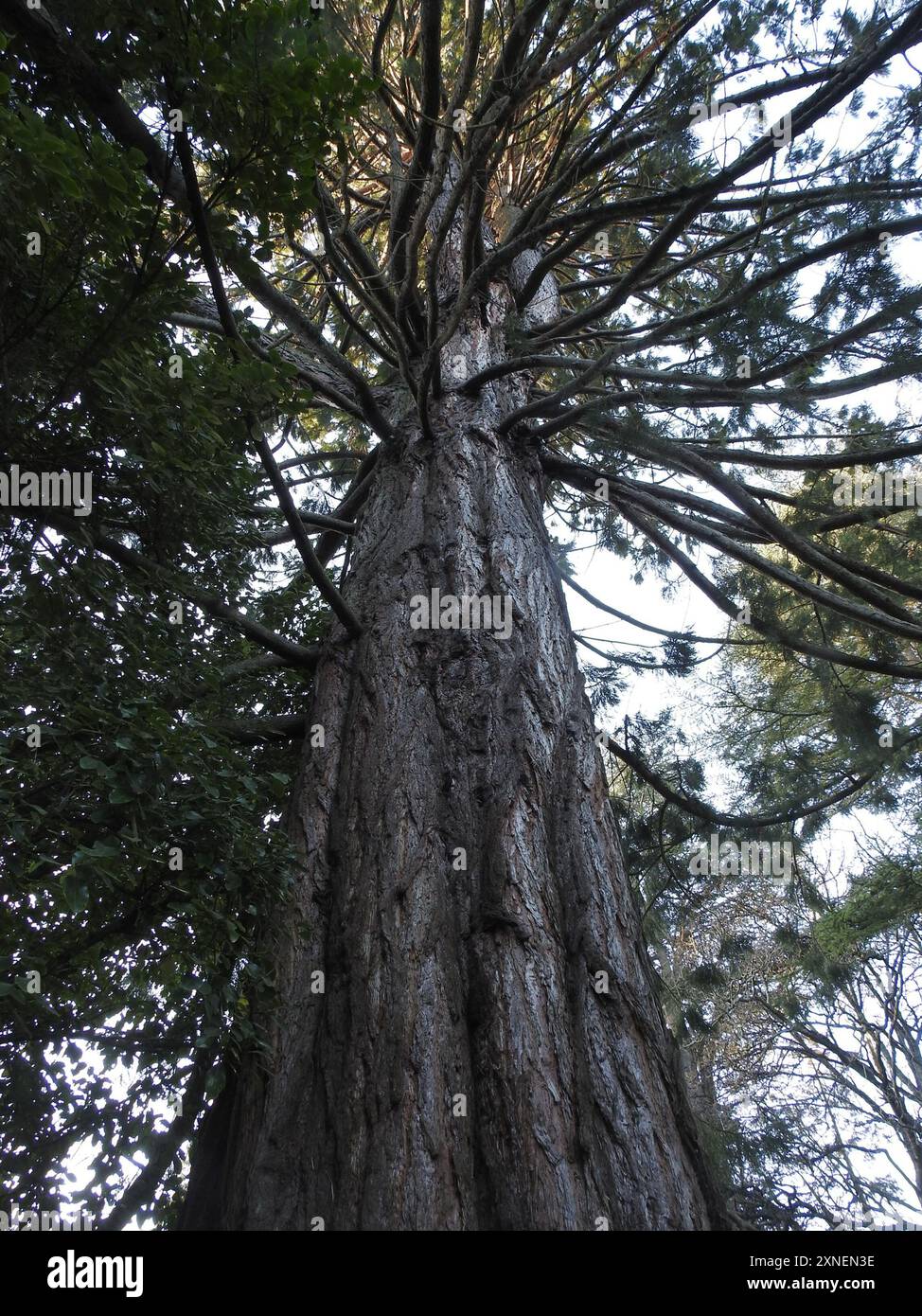 conifers (Pinales) Plantae Stock Photo - Alamy