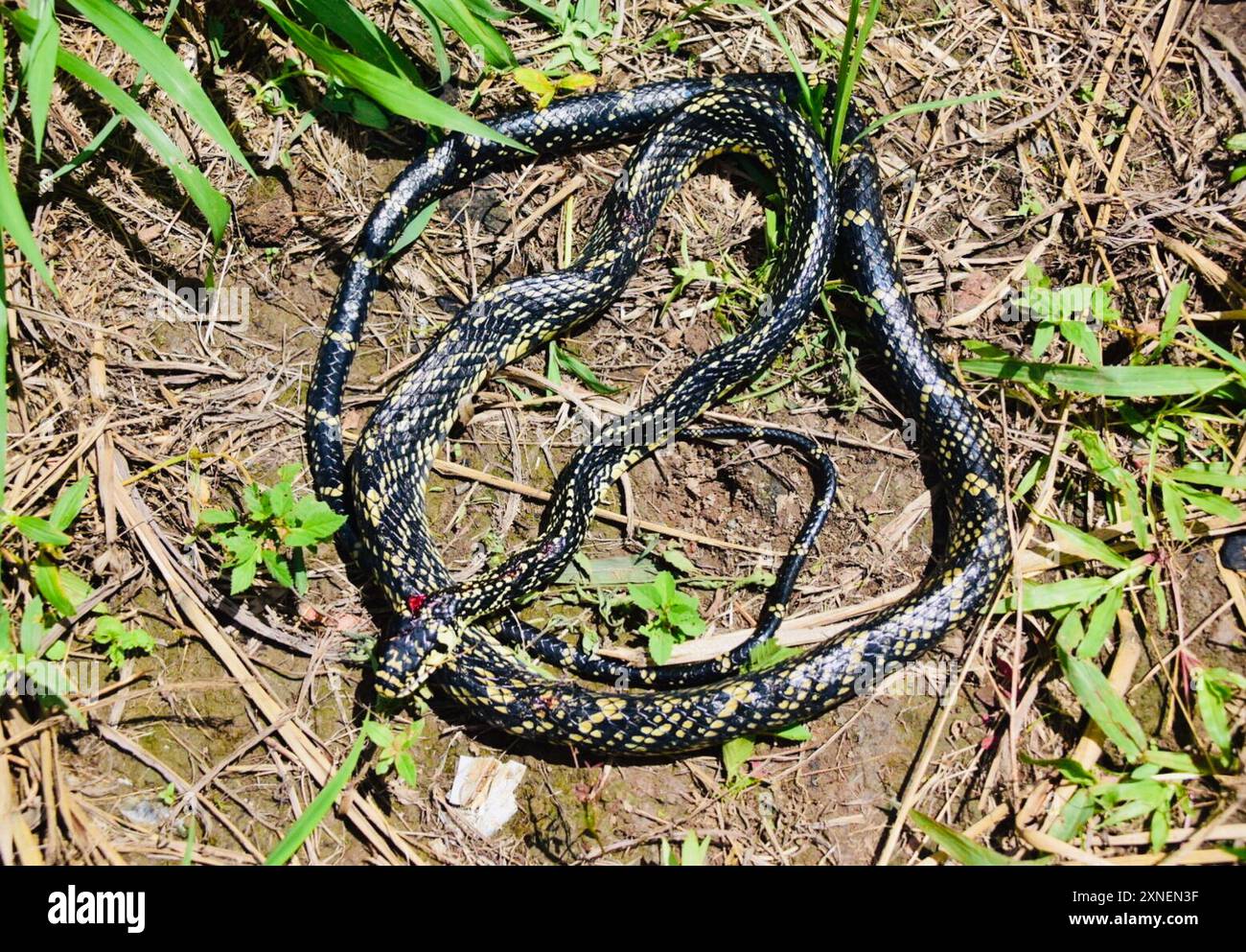 Chicken Snake (Spilotes pullatus) Reptilia Stock Photo - Alamy