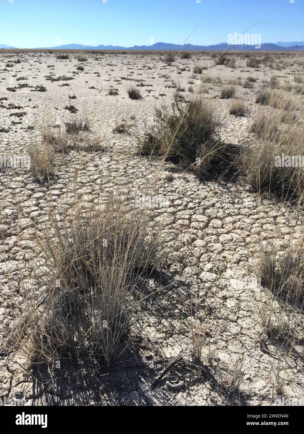 Alkali Sacaton (Sporobolus airoides) Plantae Stock Photo - Alamy