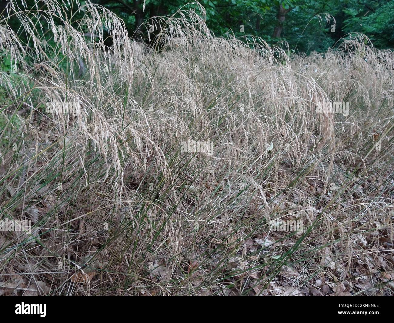 grasses (Poaceae) Plantae Stock Photo - Alamy