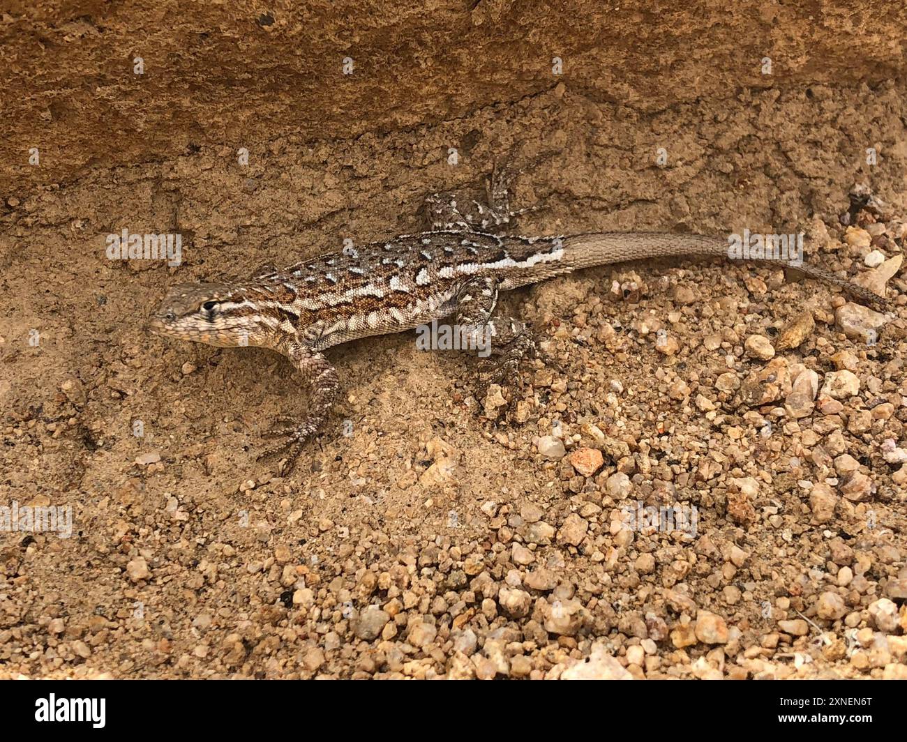 Western Side-blotched Lizard (Uta stansburiana elegans) Reptilia Stock ...