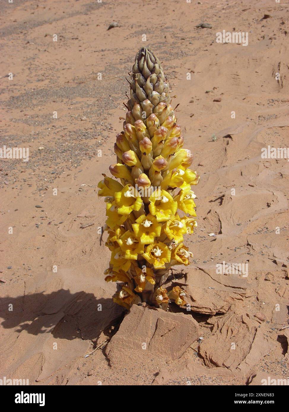 (Cistanche lutea) Plantae Stock Photo - Alamy