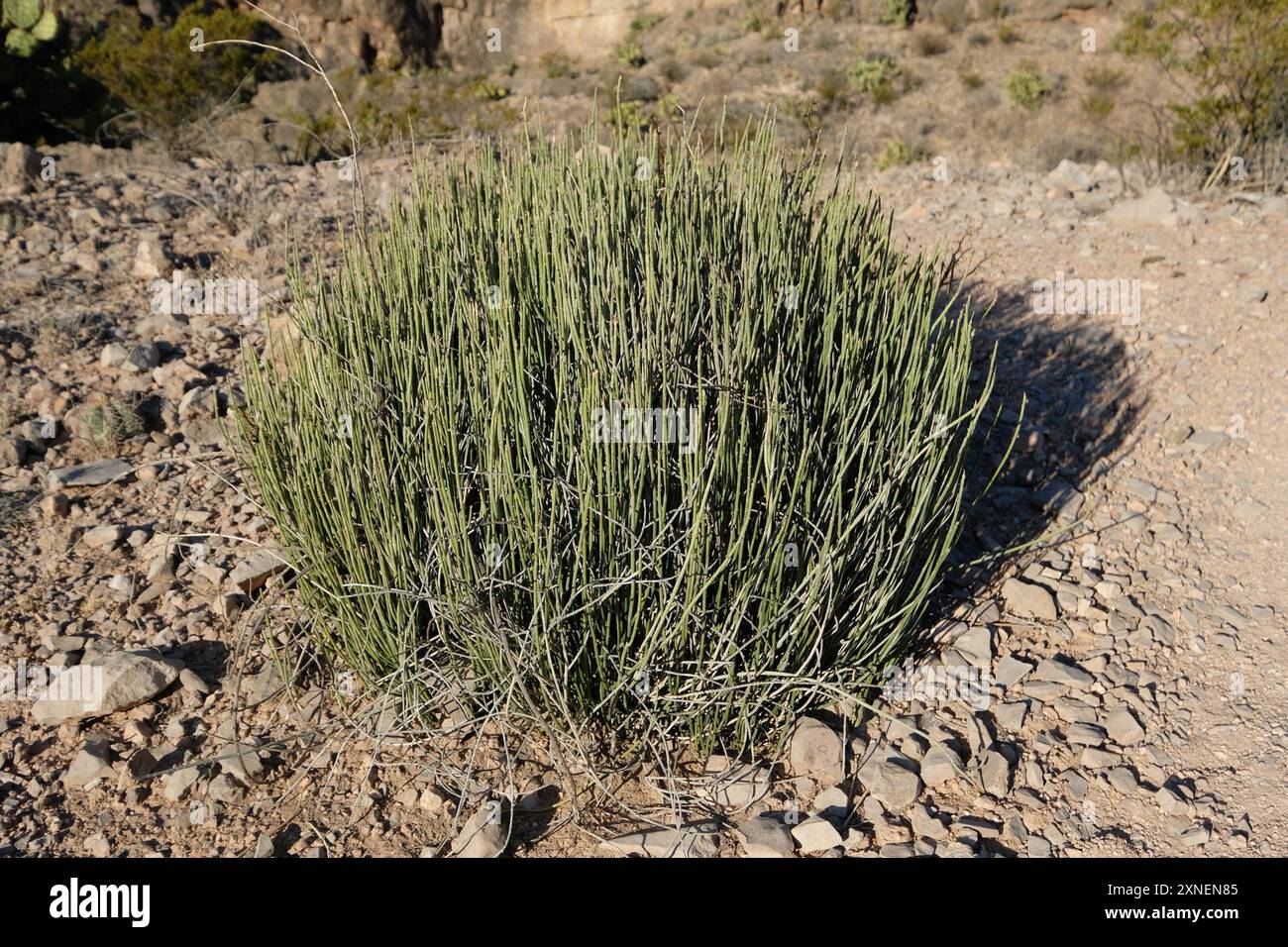 Antisyphilitica hi-res stock photography and images - Alamy