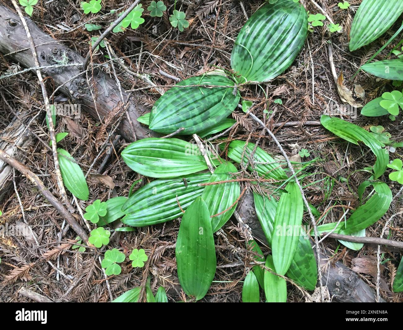 California fetid adderstongue (Scoliopus bigelovii) Plantae Stock Photo ...