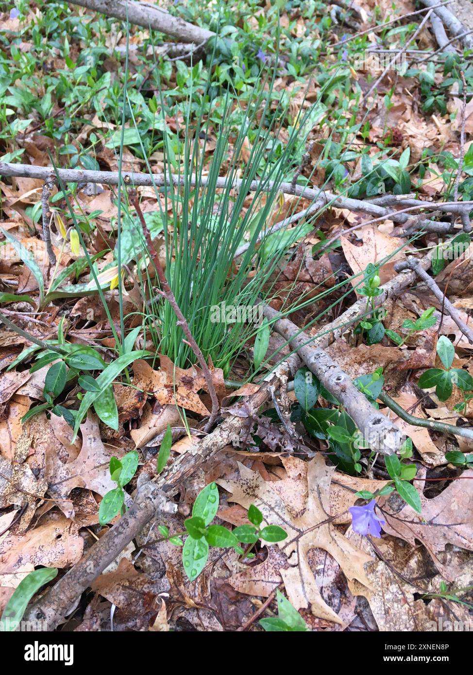 wild garlic (Allium vineale) Plantae Stock Photo - Alamy