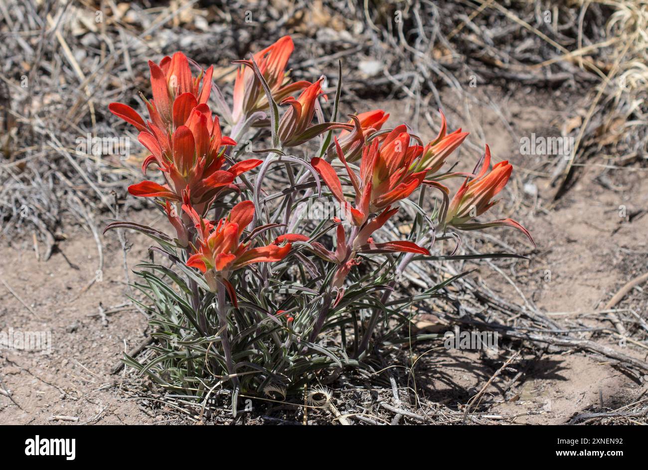 Wholeleaf Paintbrush (Castilleja integra) Plantae Stock Photo - Alamy