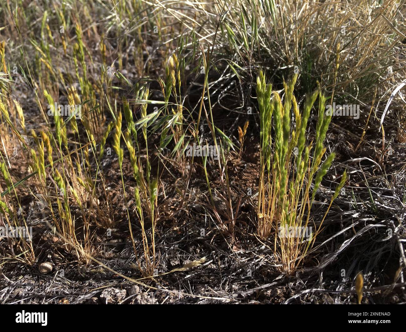 Sixweeks Fescue (Vulpia octoflora) Plantae Stock Photo - Alamy