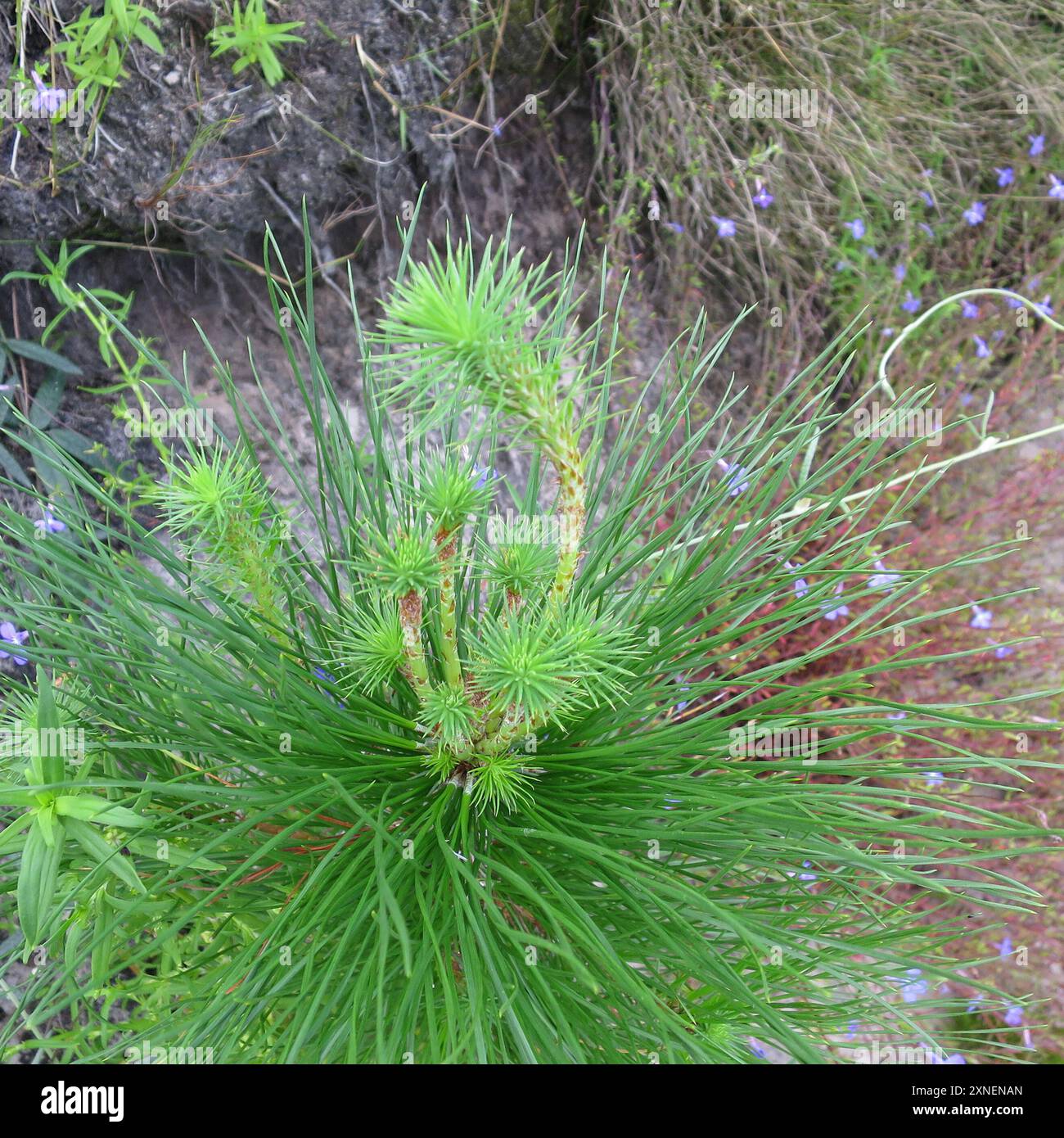 Monterey pine (Pinus radiata) Plantae Stock Photo - Alamy