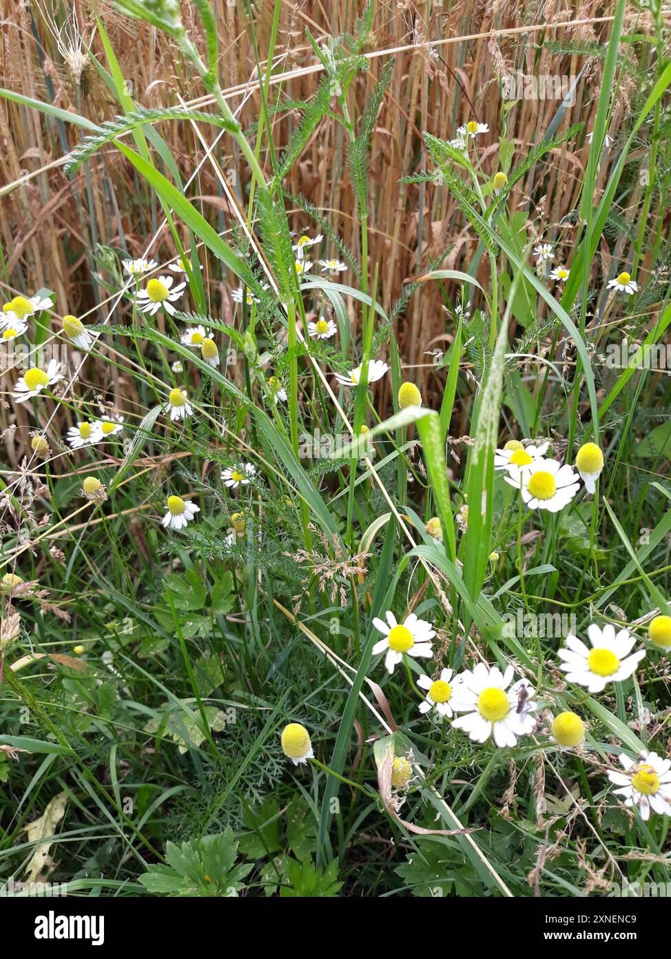 scentless mayweed (Tripleurospermum inodorum) Plantae Stock Photo - Alamy