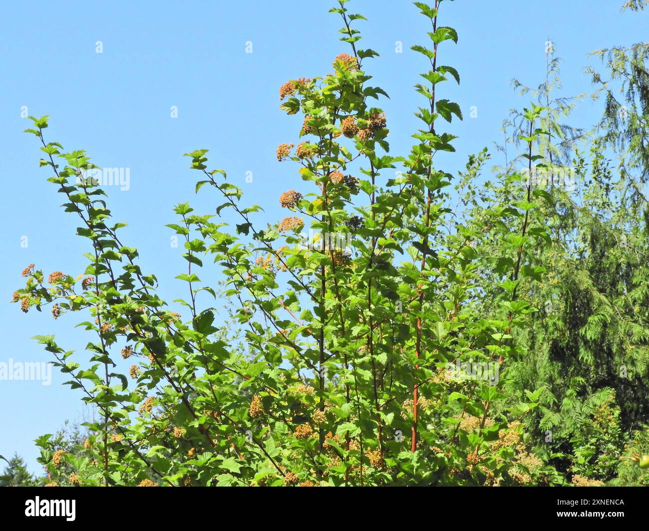 Pacific ninebark (Physocarpus capitatus) Plantae Stock Photo - Alamy