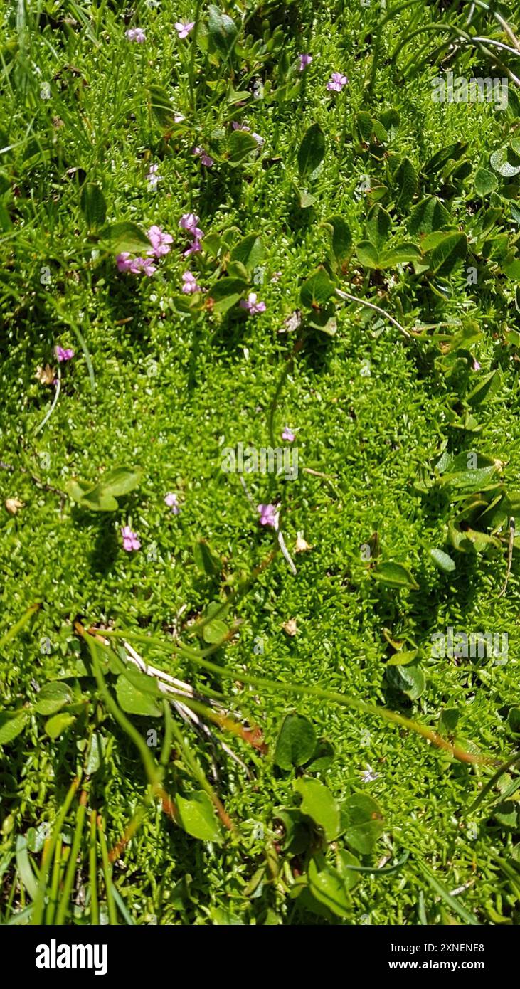 Moss Campion (Silene acaulis) Plantae Stock Photo - Alamy