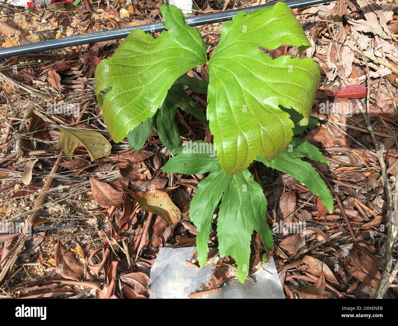 Broad-leaf Fern (Dipteris conjugata) Plantae Stock Photo - Alamy