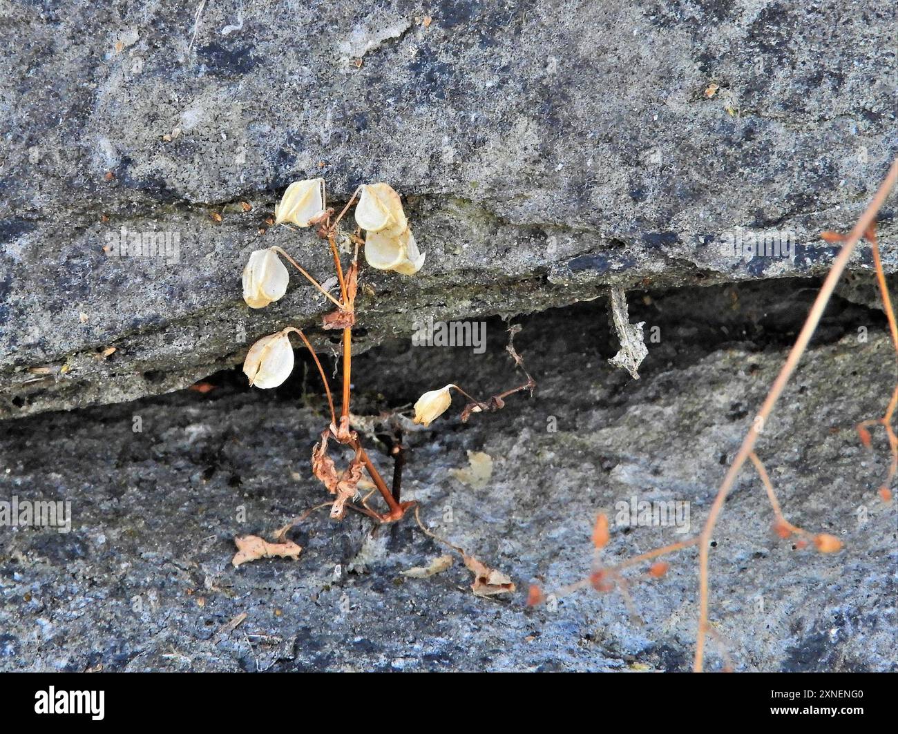 crevice alumroot (Heuchera micrantha) Plantae Stock Photo - Alamy