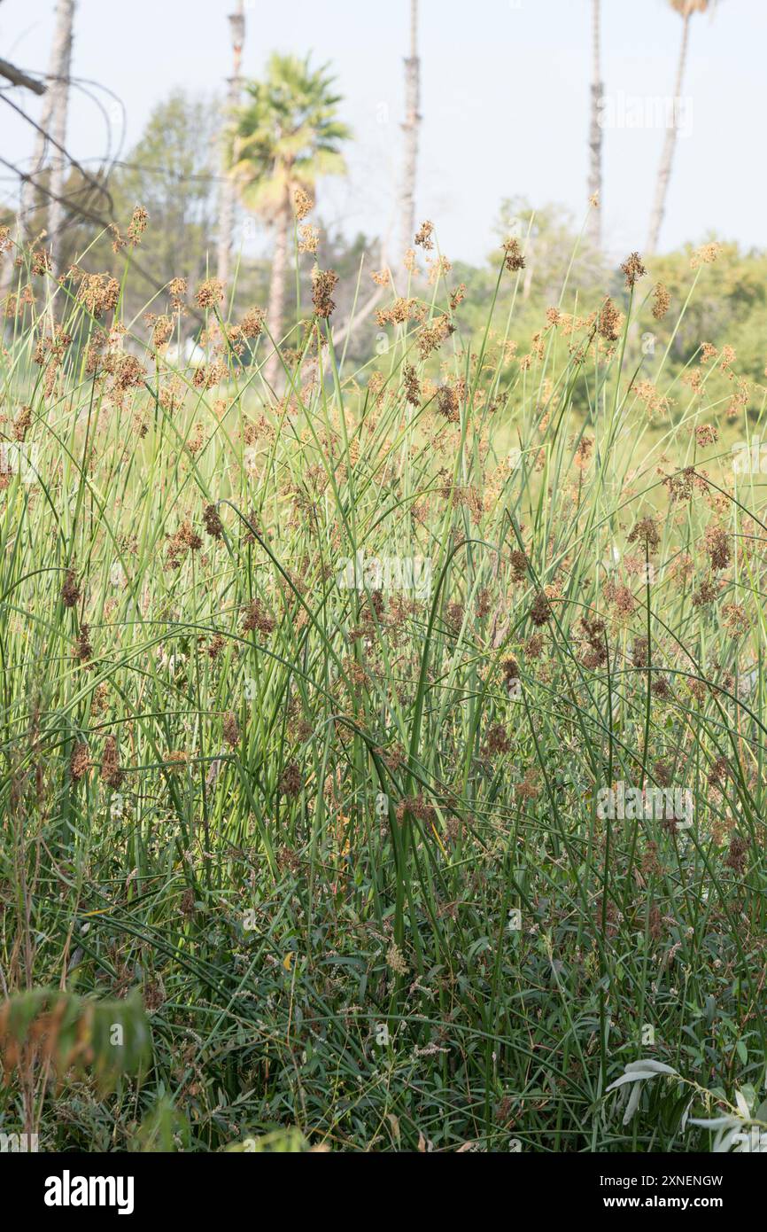 grasses, sedges, cattails, and allies (Poales) Plantae Stock Photo - Alamy