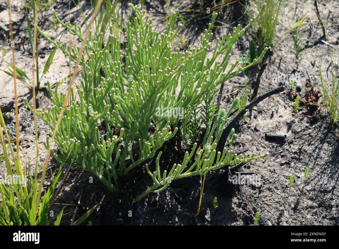 Cone Stompie (Brunia noduliflora) Plantae Stock Photo - Alamy