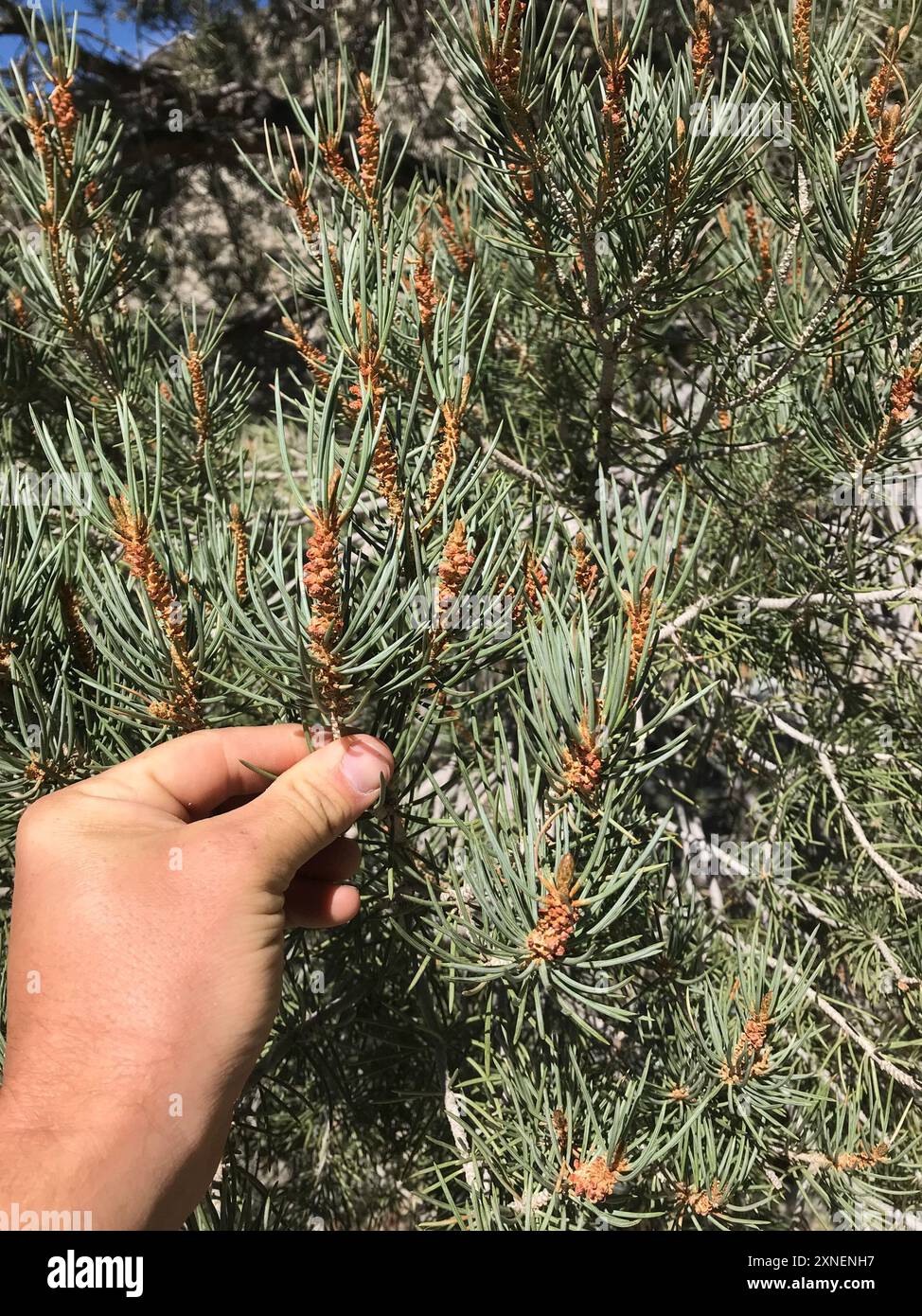 singleleaf pinyon (Pinus monophylla) Plantae Stock Photo - Alamy