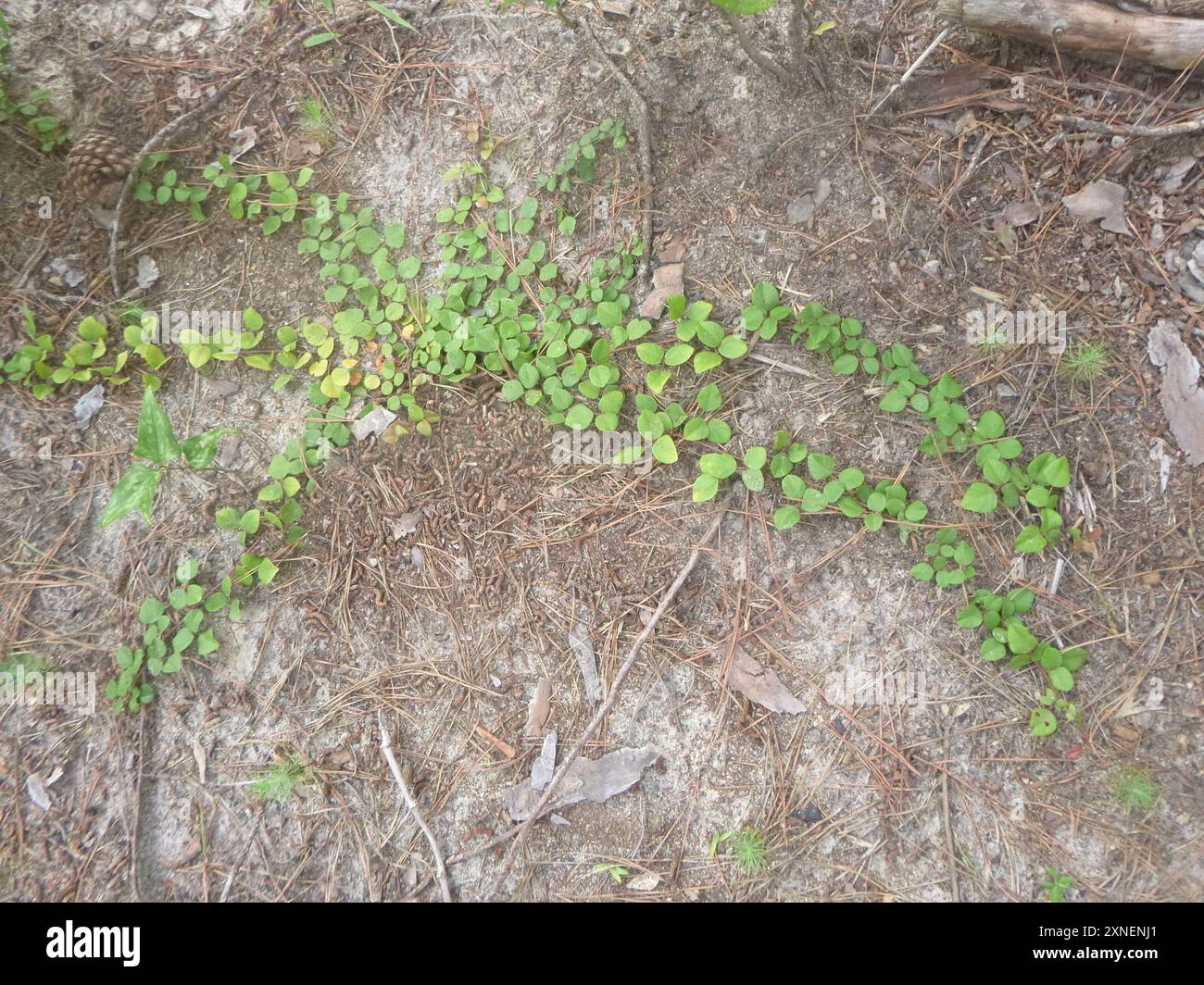 Sand Ticktrefoil (Desmodium lineatum) Plantae Stock Photo - Alamy