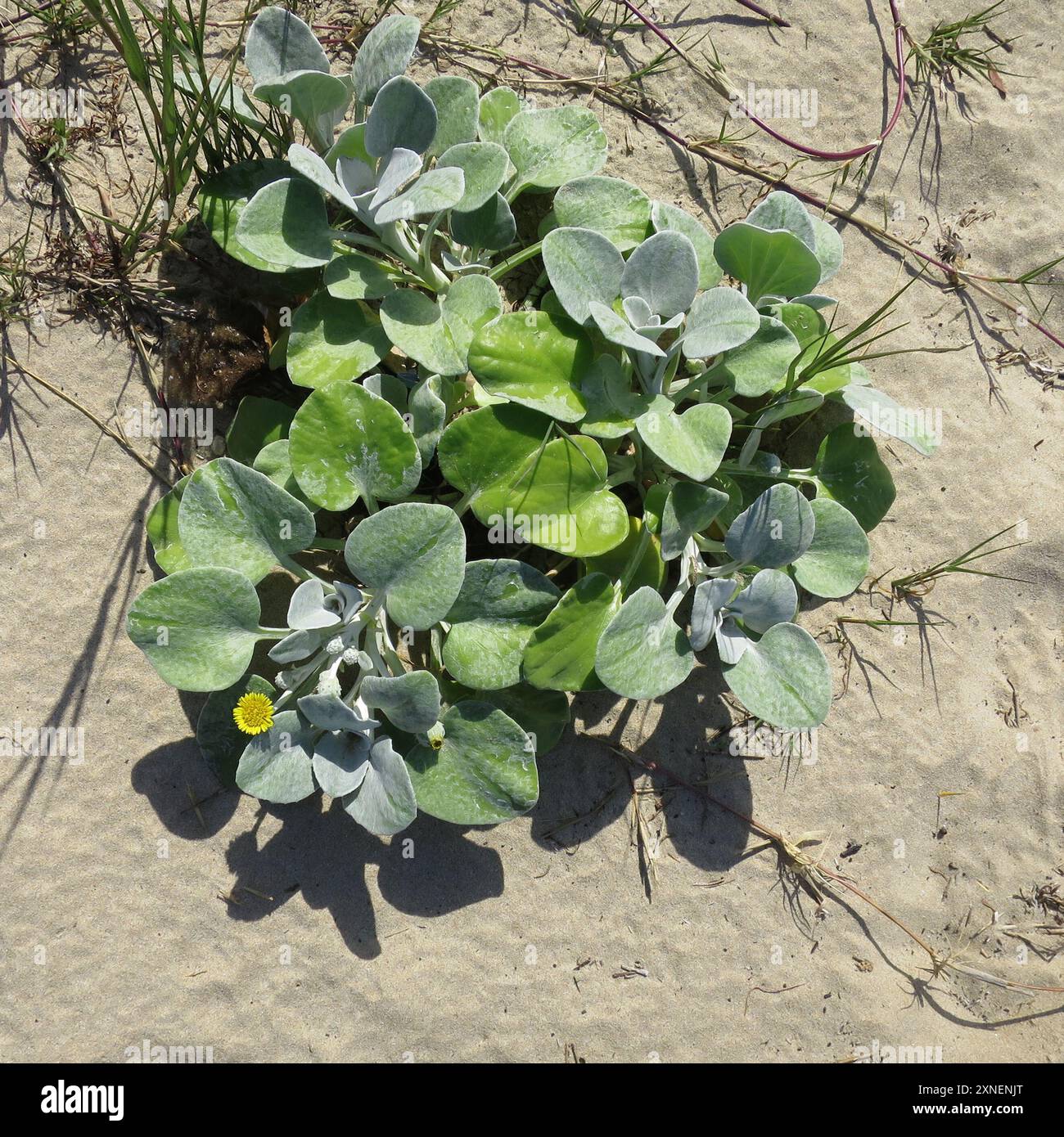 Cape Beach Daisy (Arctotheca populifolia) Plantae Stock Photo - Alamy