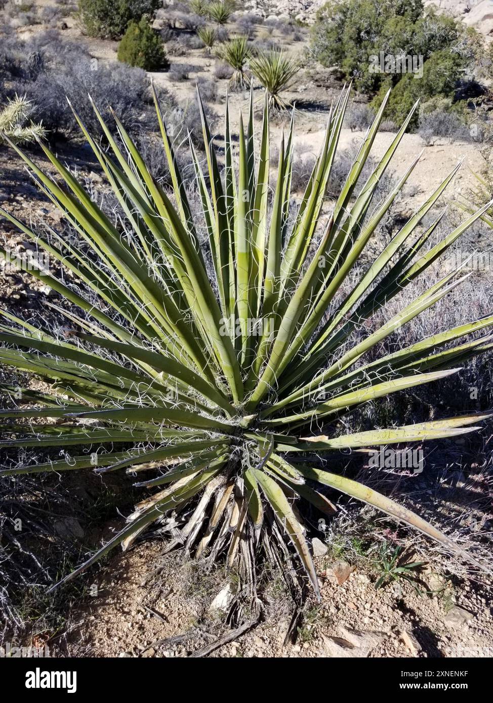 Mojave Yucca (Yucca schidigera) Plantae Stock Photo - Alamy