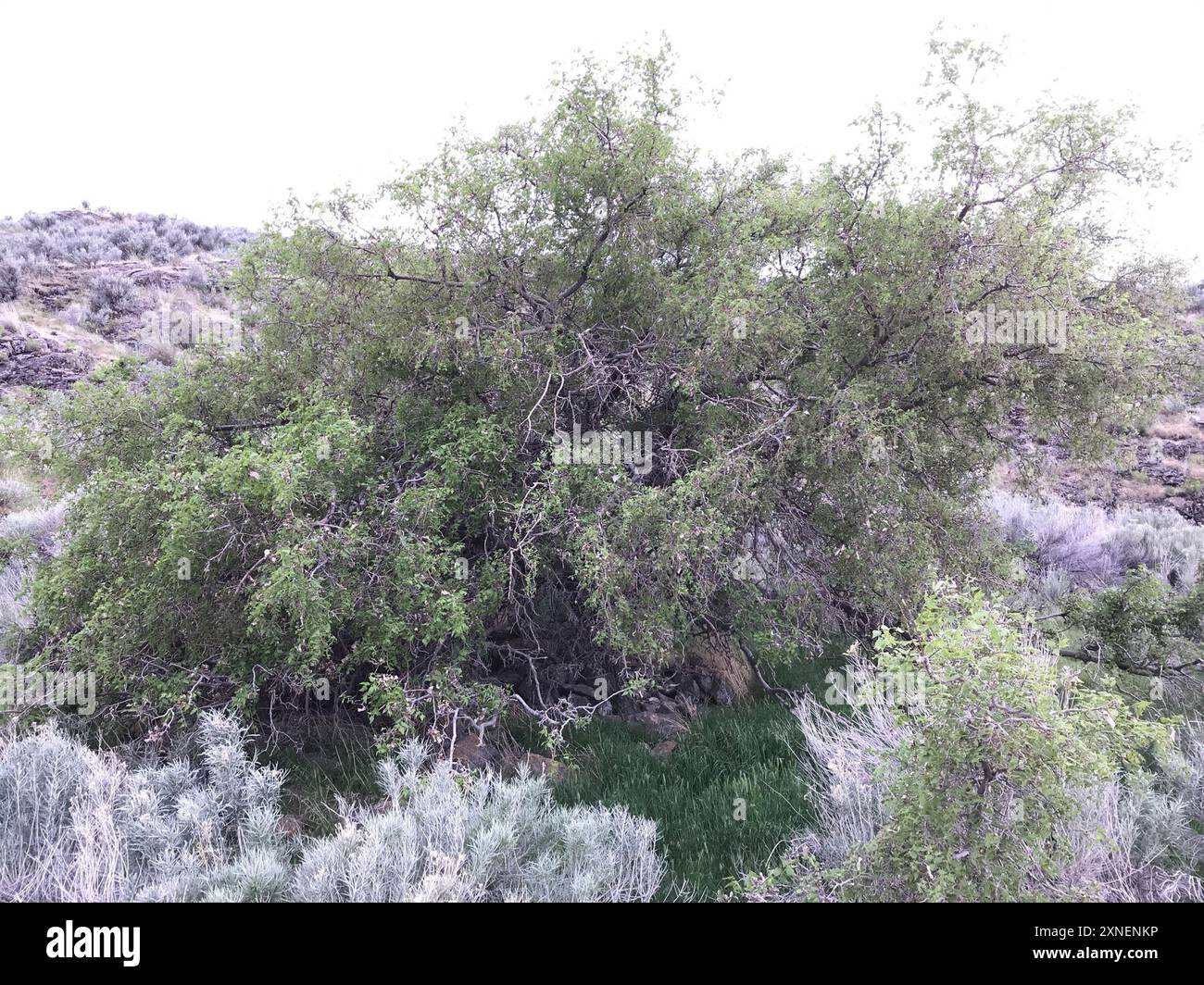 netleaf hackberry (Celtis reticulata) Plantae Stock Photo - Alamy