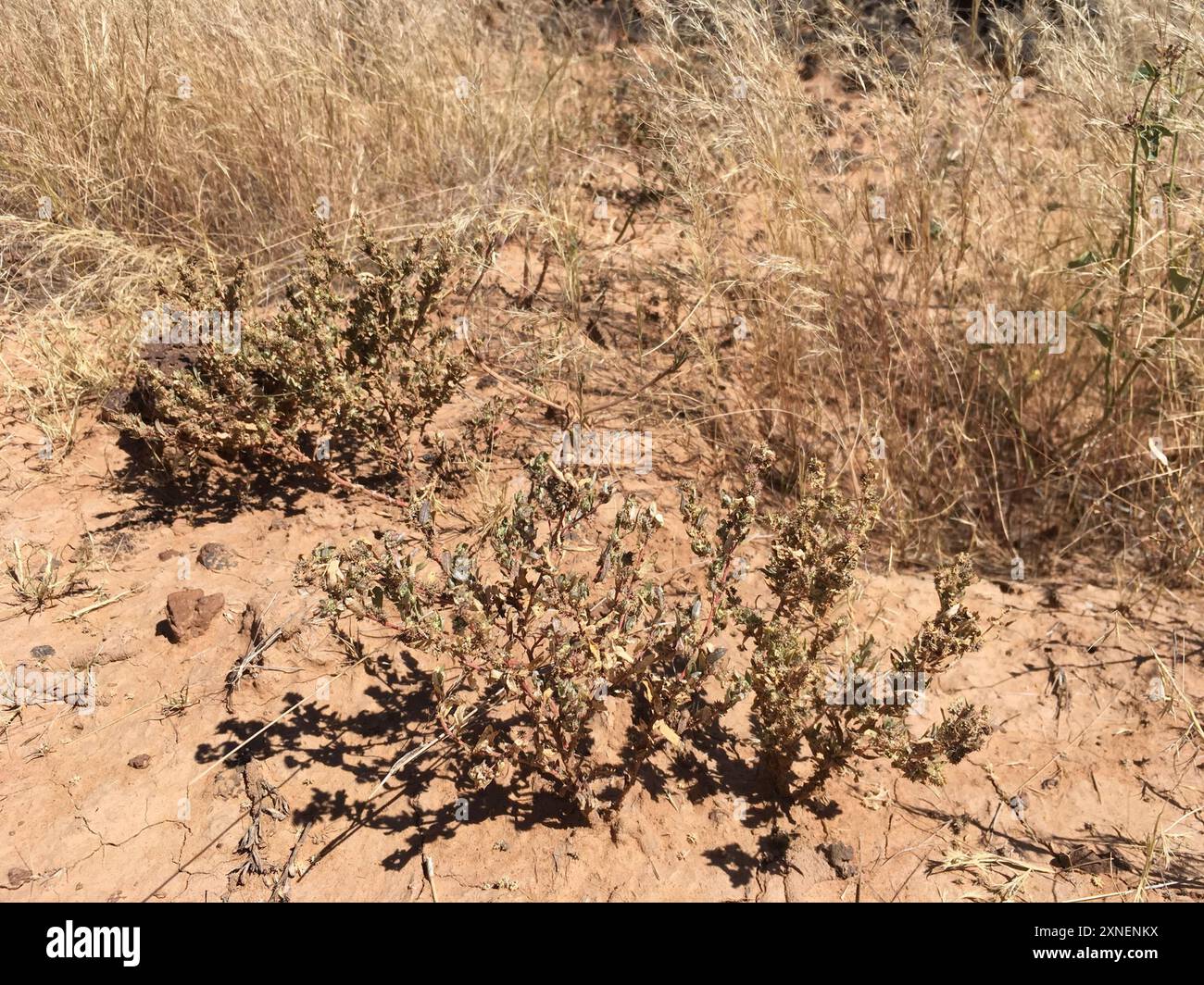 Wheelscale Saltbush (Atriplex elegans) Plantae Stock Photo - Alamy