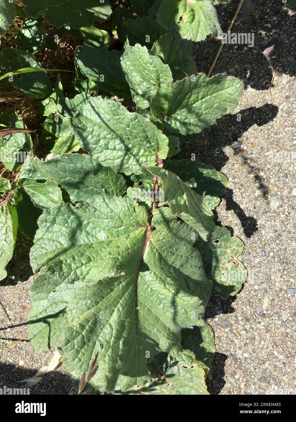 wild and domestic radish (Raphanus raphanistrum sativus) Plantae Stock ...