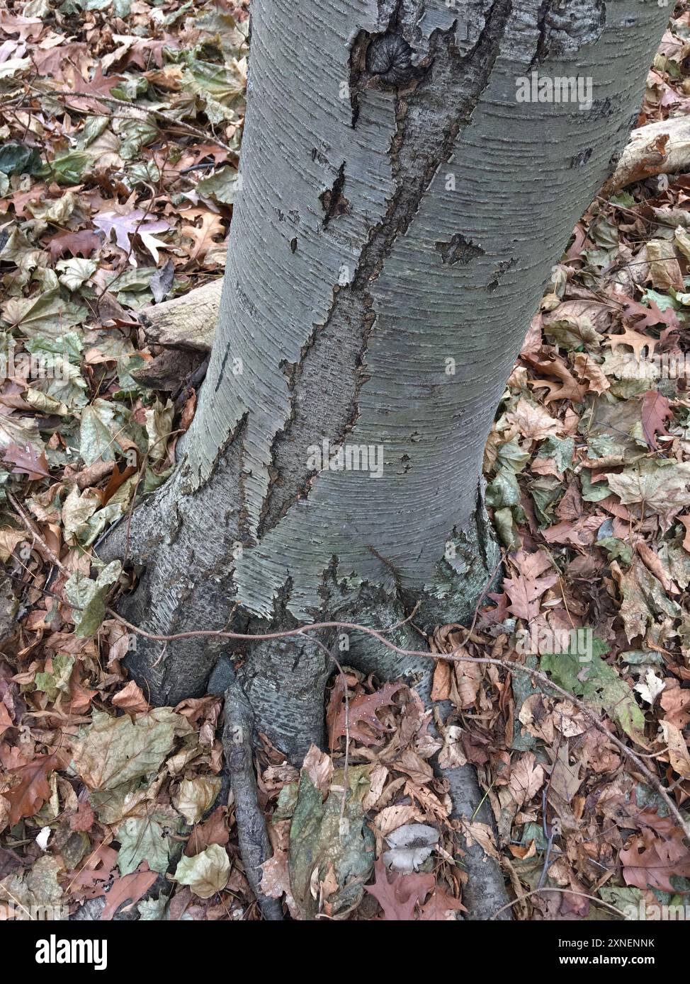 sweet birch (Betula lenta) Plantae Stock Photo - Alamy