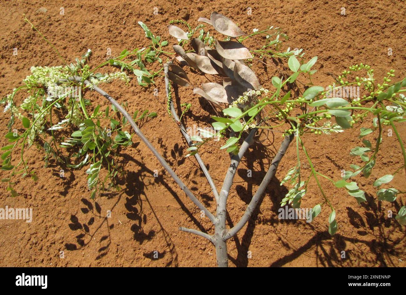 wild syringa (Burkea africana) Plantae Stock Photo - Alamy